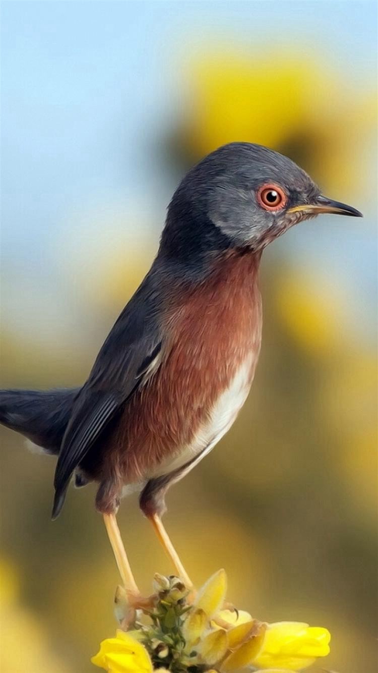 Spring Bird Wallpapers - Wallpaper Cave