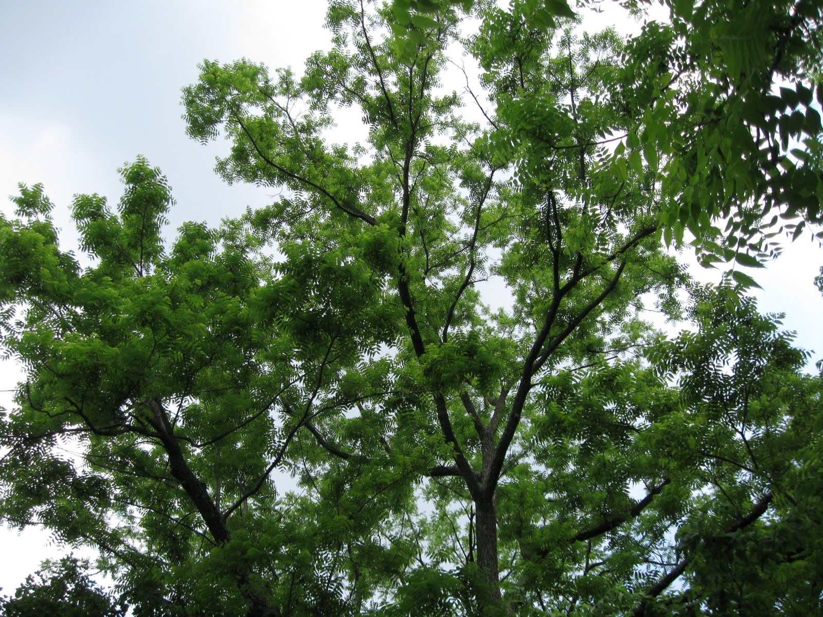 Walnut Tree Wallpapers - Wallpaper Cave