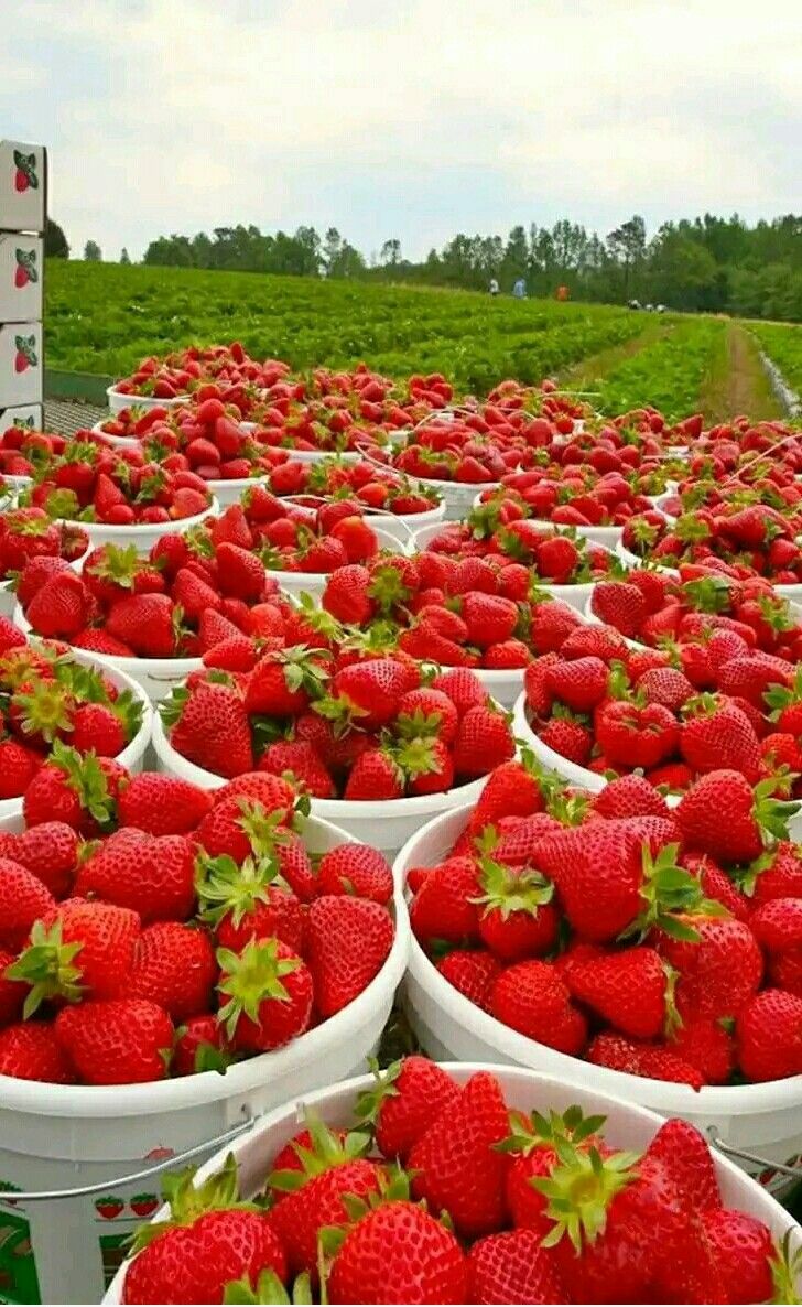 Fruit Farm Wallpapers - Wallpaper Cave