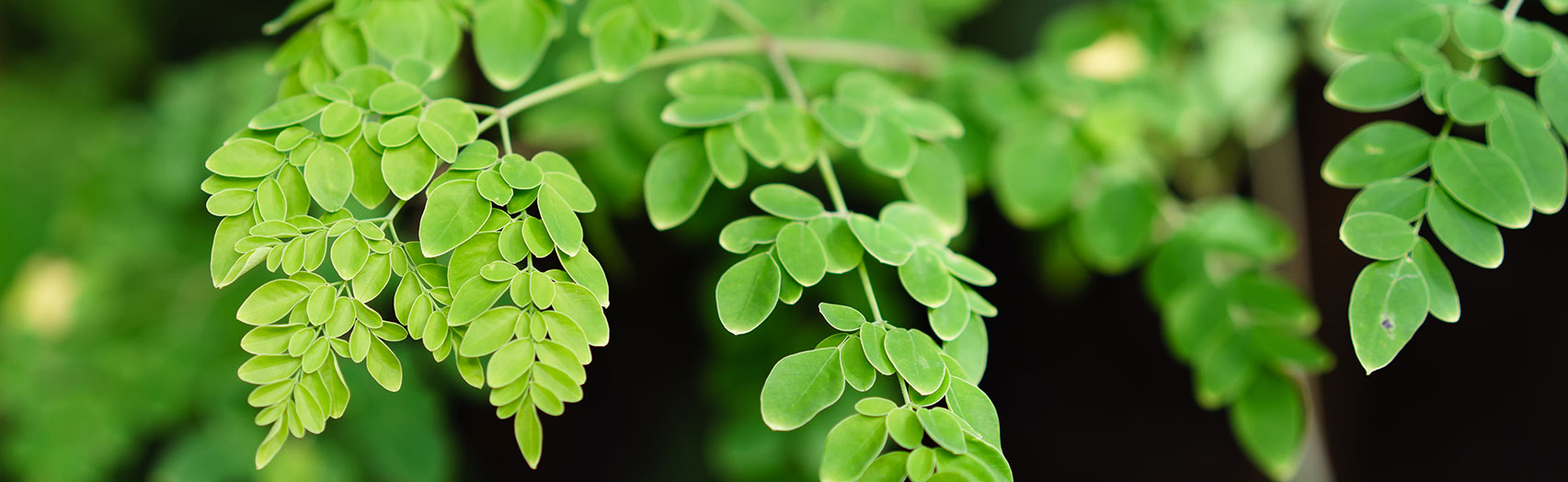Moringa Wallpapers - Wallpaper Cave