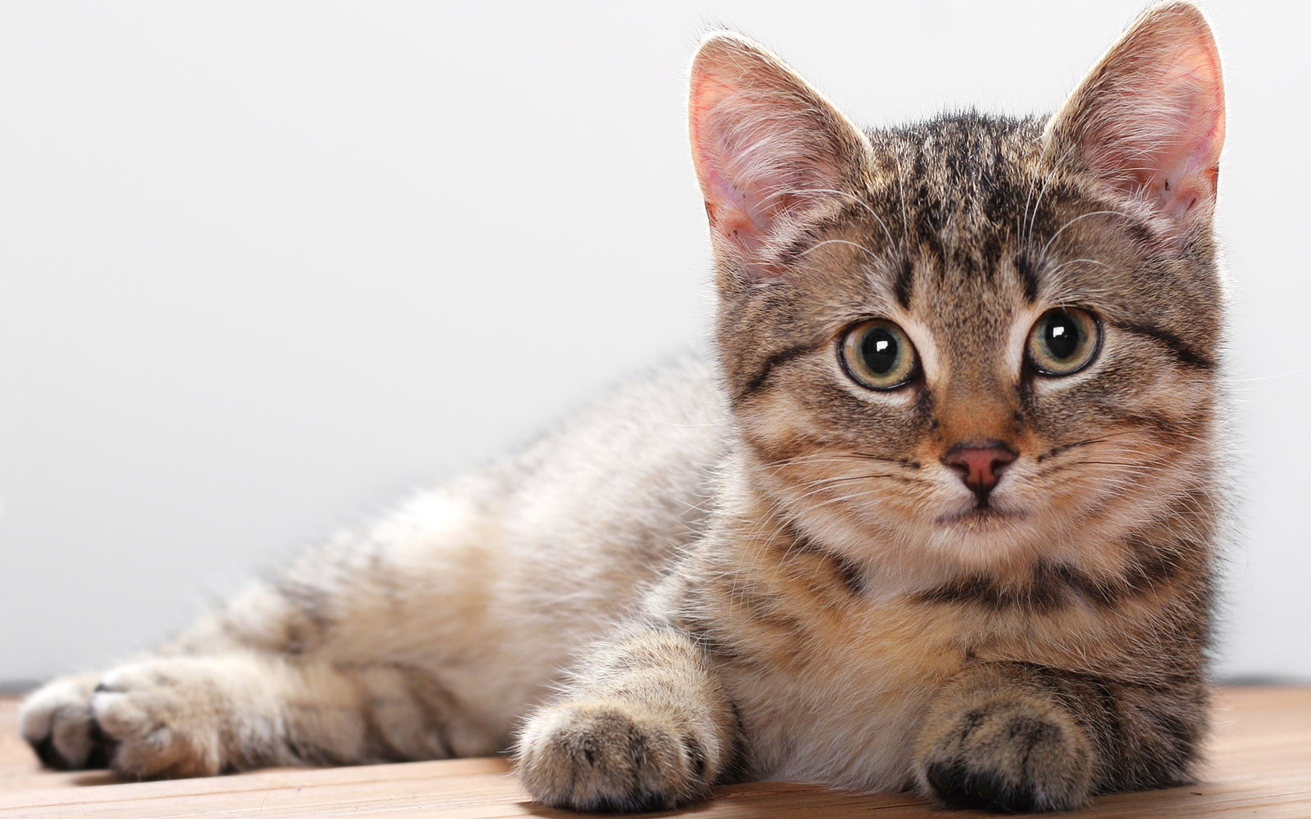 House Cats Wallpapers - Wallpaper Cave