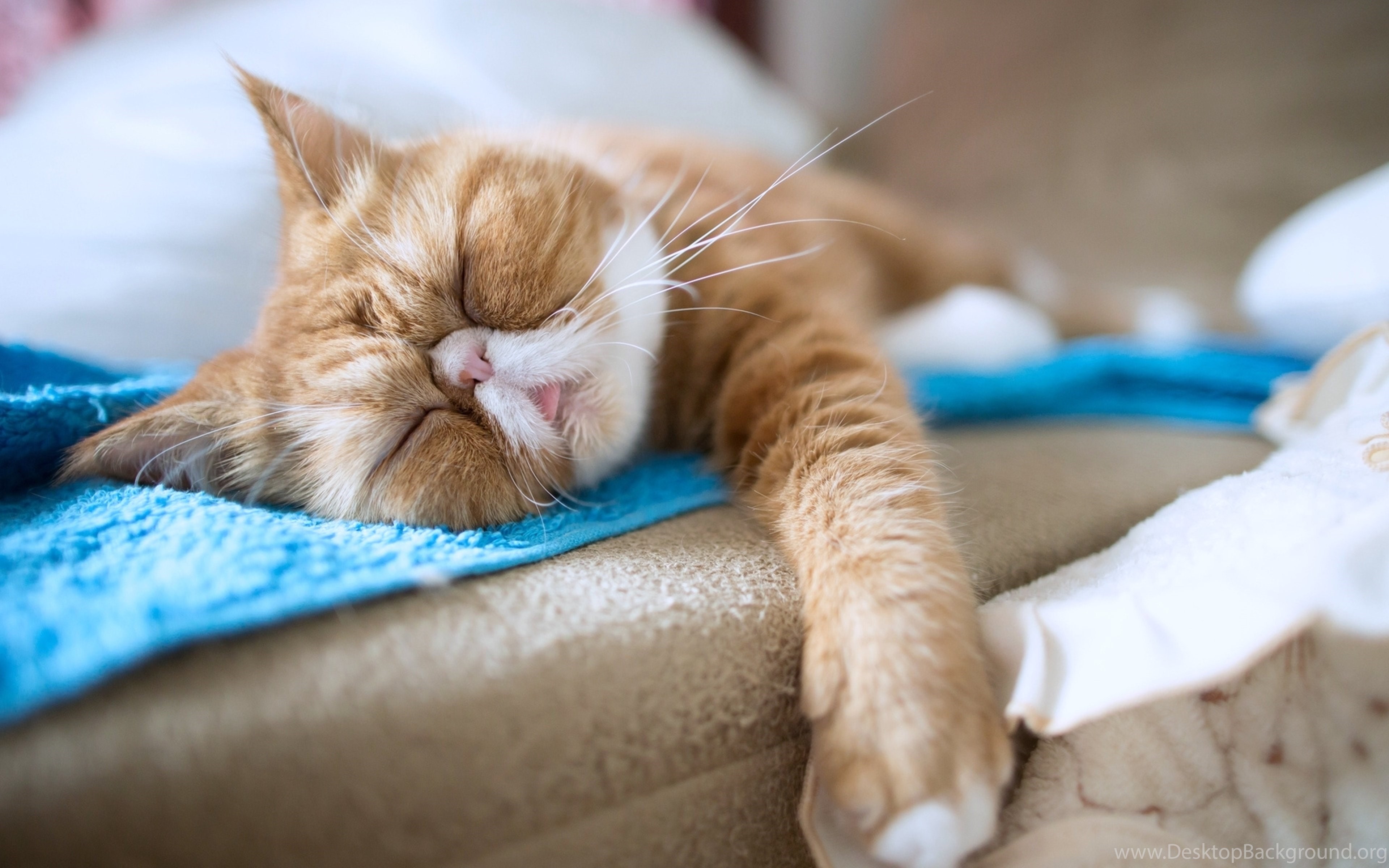 House Cats Wallpapers - Wallpaper Cave