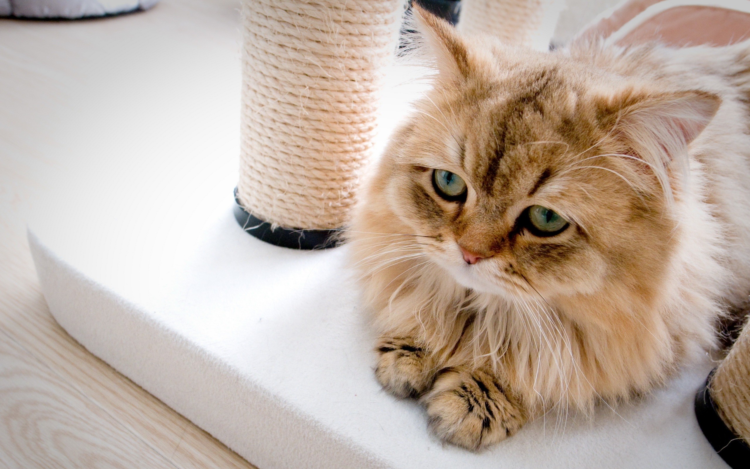 House Cats Wallpapers - Wallpaper Cave