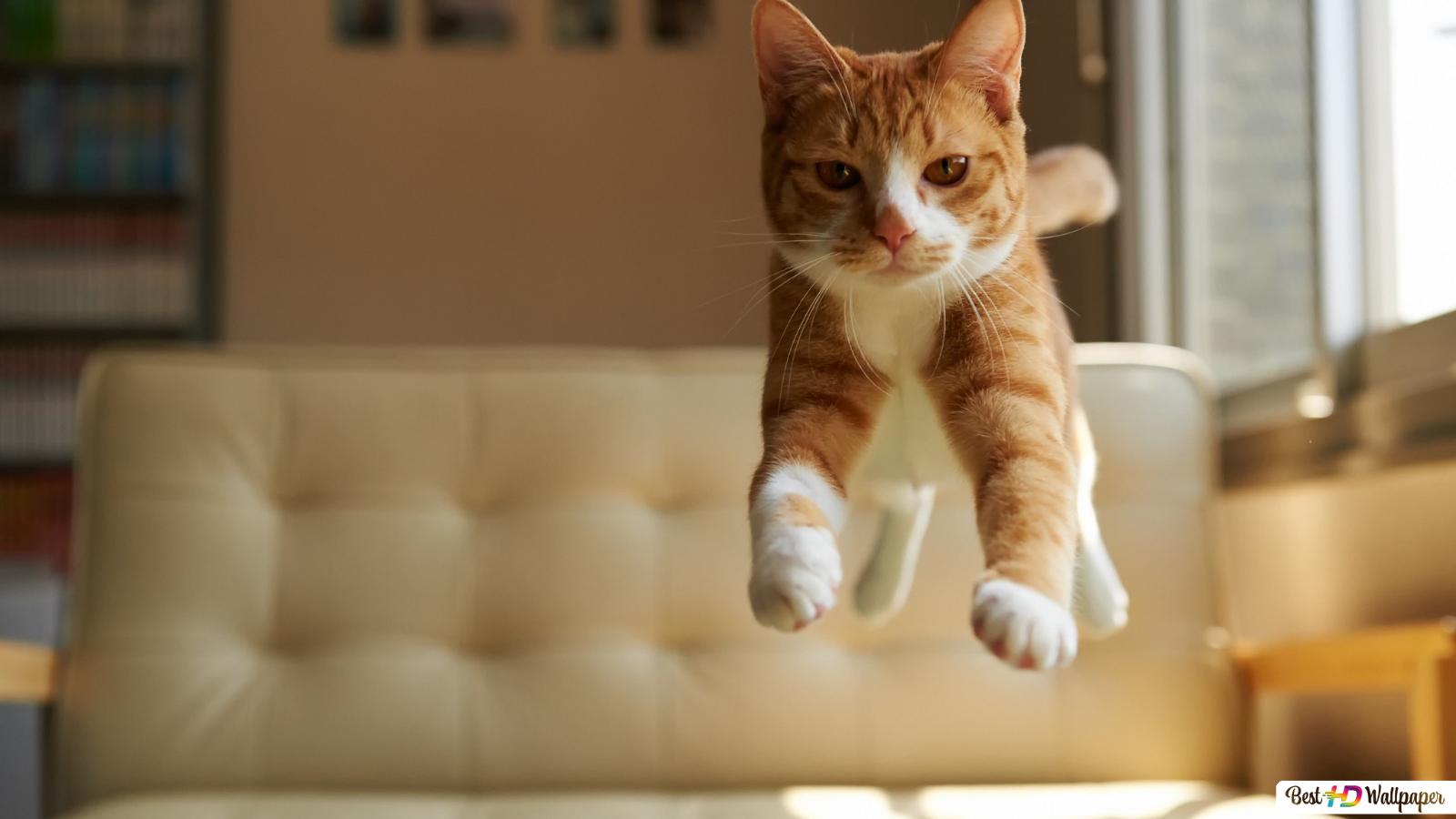 House Cats Wallpapers - Wallpaper Cave