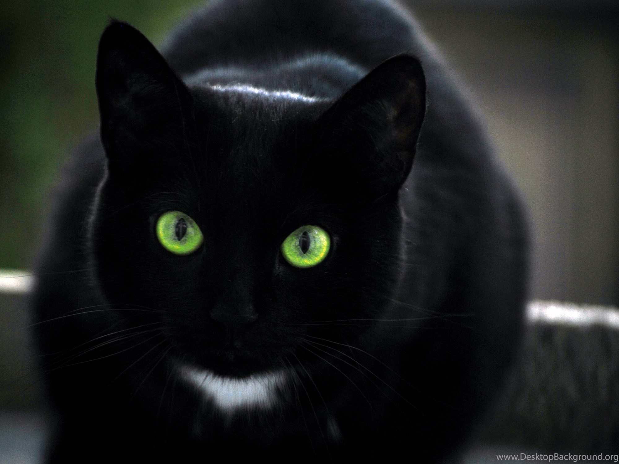 Real Cat Wallpapers - Wallpaper Cave