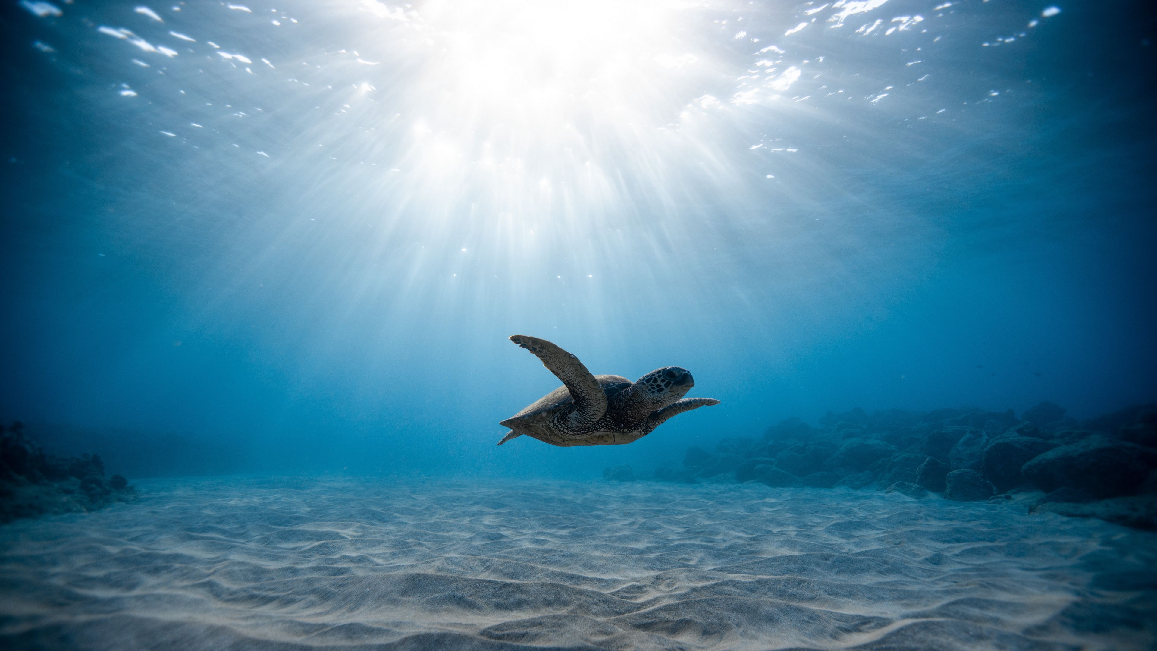 Sea Turtle PC Wallpapers - Wallpaper Cave