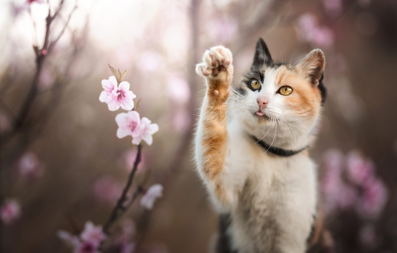 Spring Cats Wallpapers - Wallpaper Cave