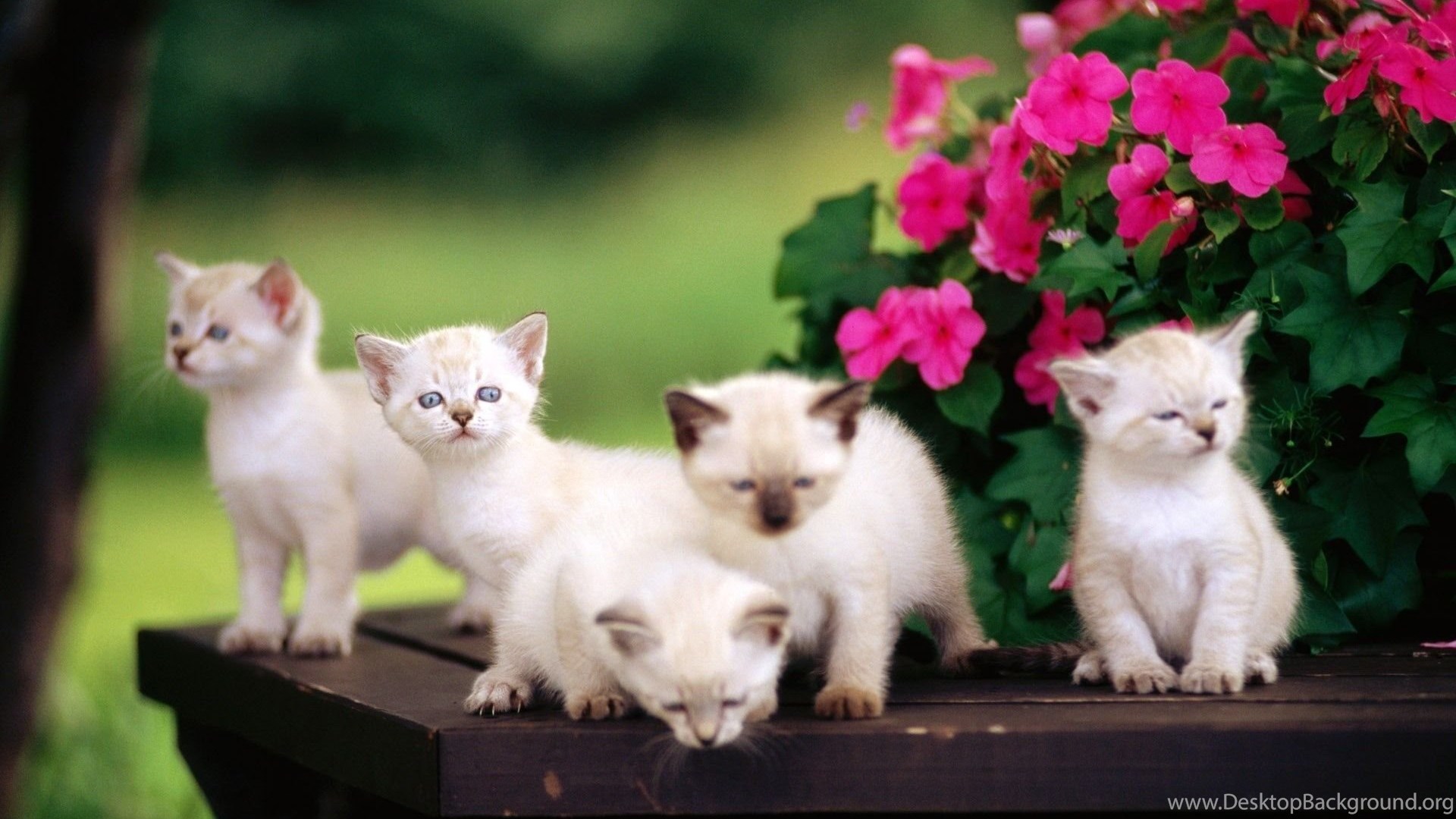 Spring Cats 1920x1080 Wallpapers - Wallpaper Cave