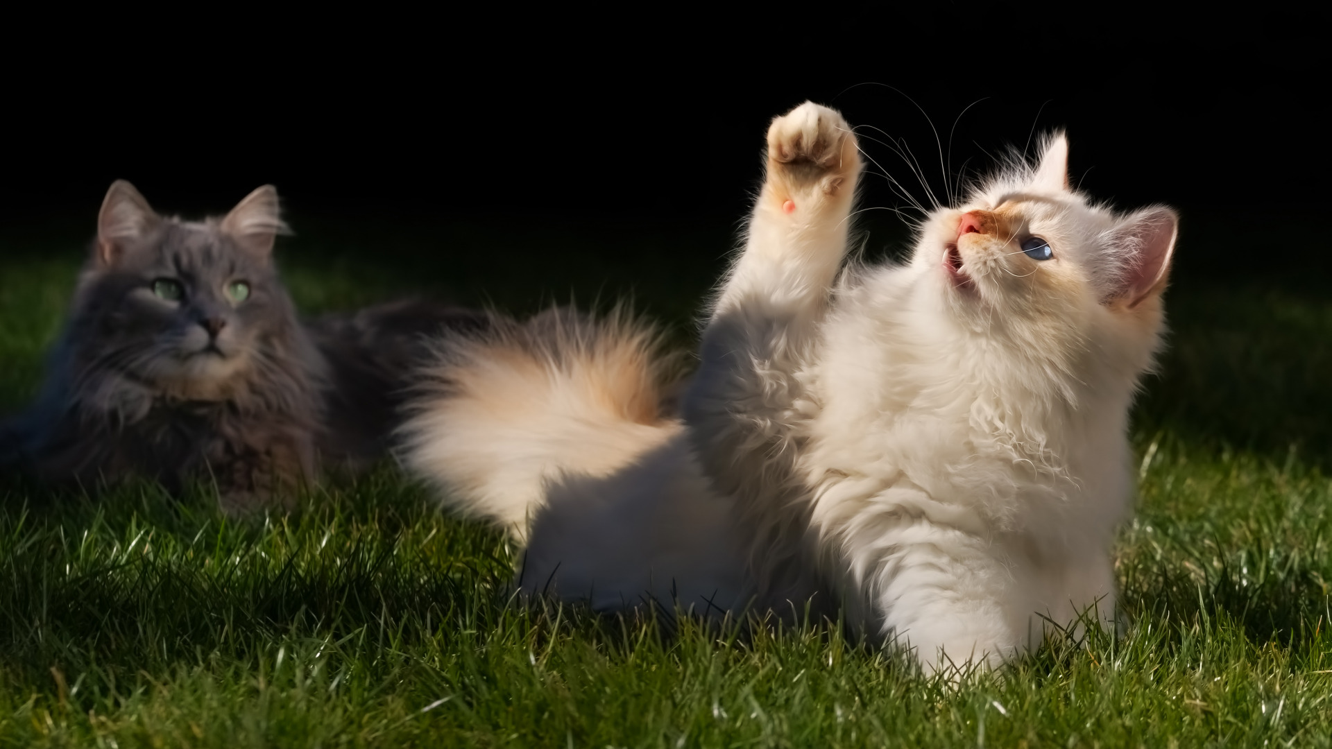 Spring Cats 1920x1080 Wallpapers - Wallpaper Cave