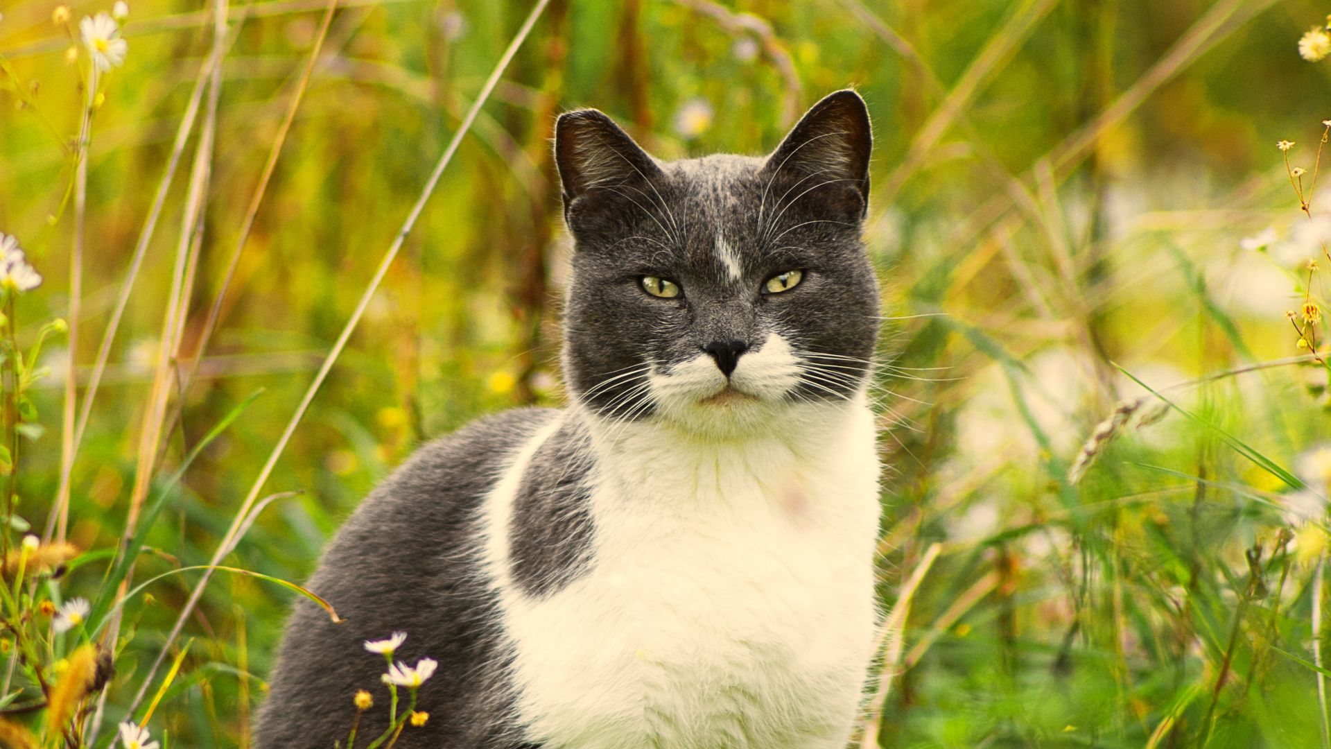 Spring Cats 1920x1080 Wallpapers - Wallpaper Cave