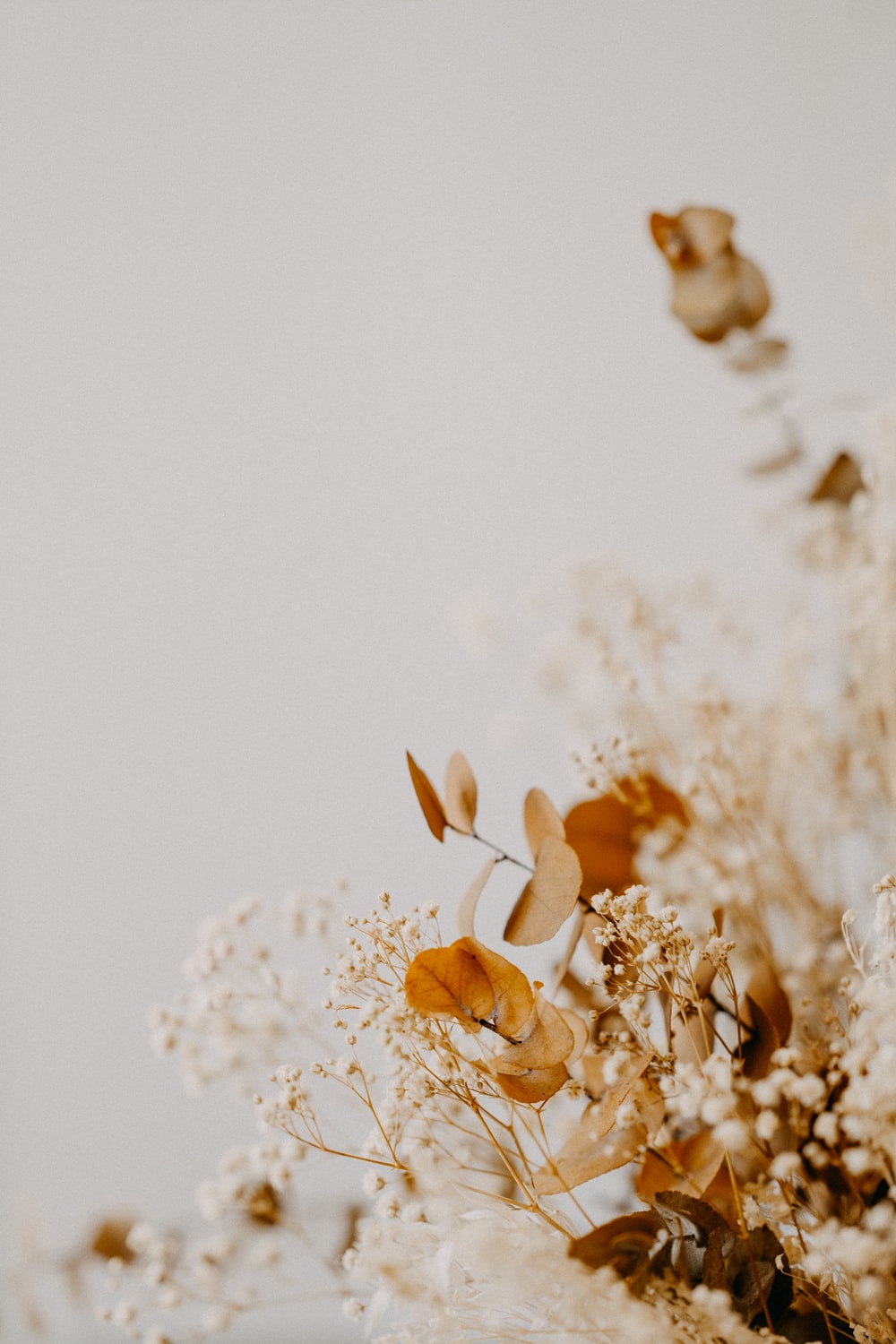 Dried Flower Wallpapers - Wallpaper Cave