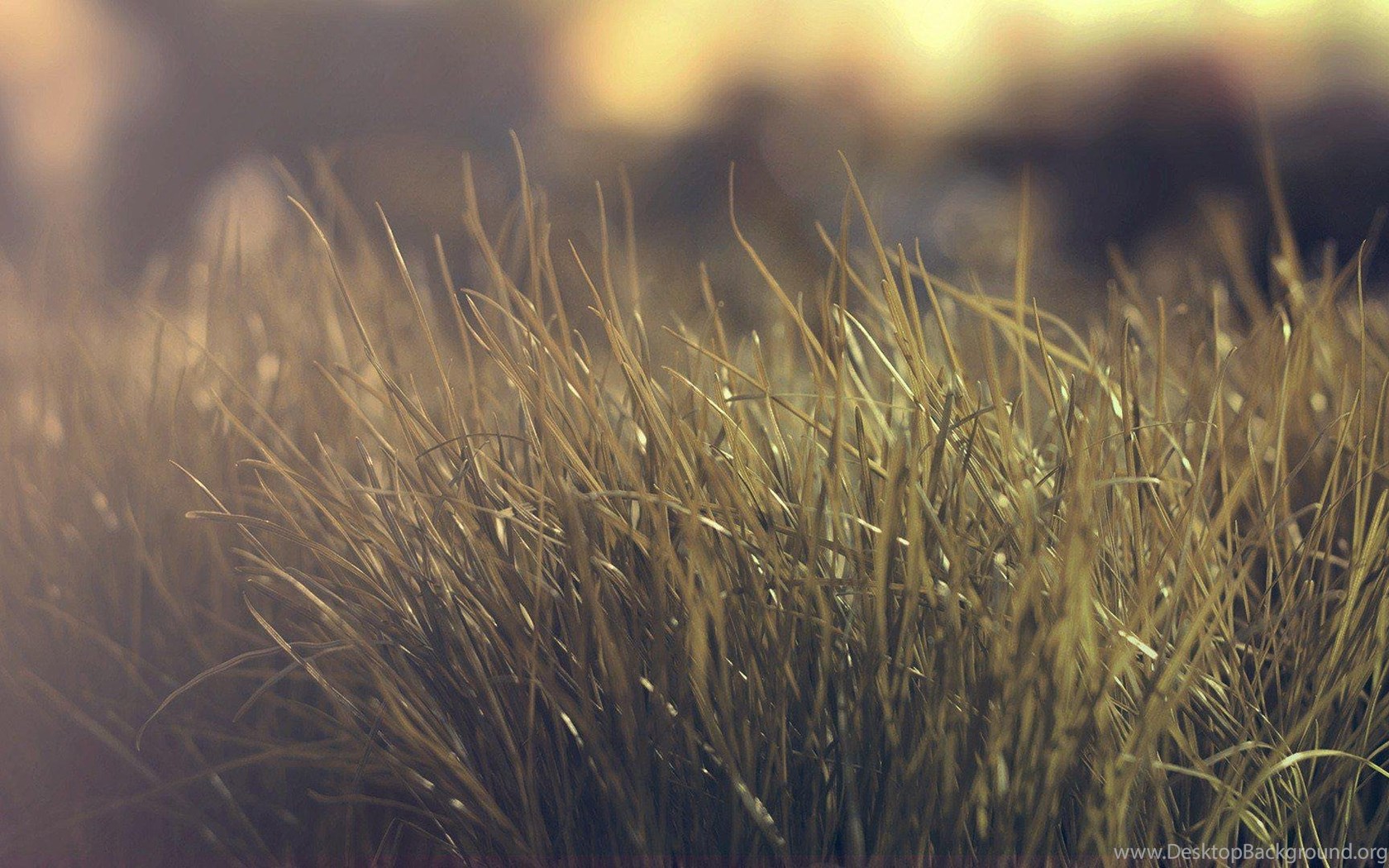 Vintage Nature Wallpapers - Wallpaper Cave