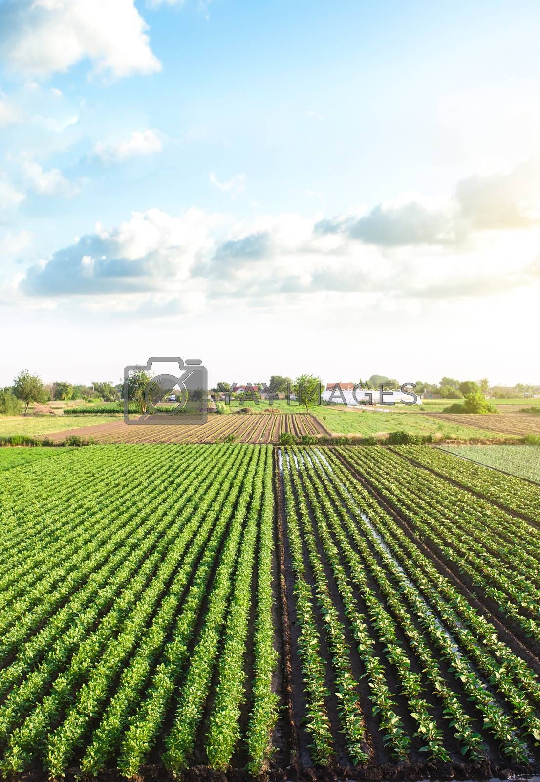 Organic Farming Wallpapers - Wallpaper Cave