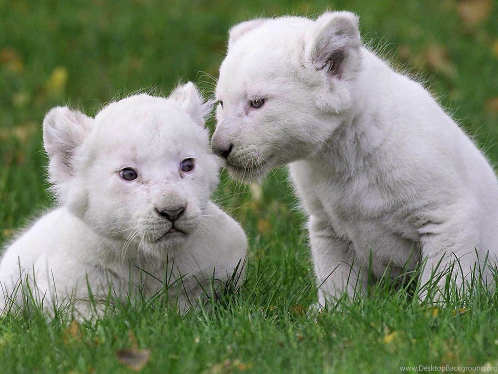 Cute Baby Lions Wallpapers - Wallpaper Cave