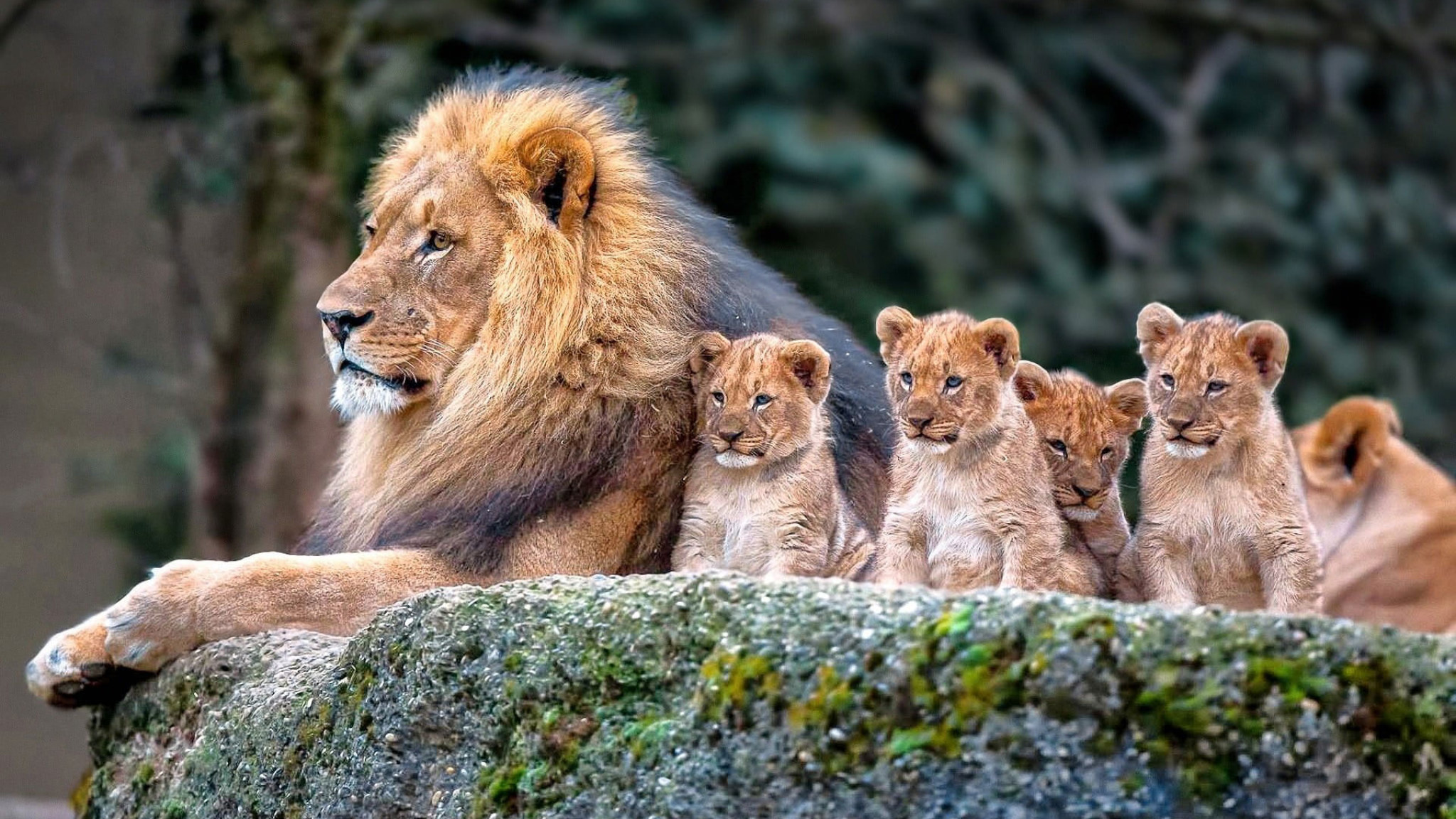 Cute Baby Lions Wallpapers - Wallpaper Cave