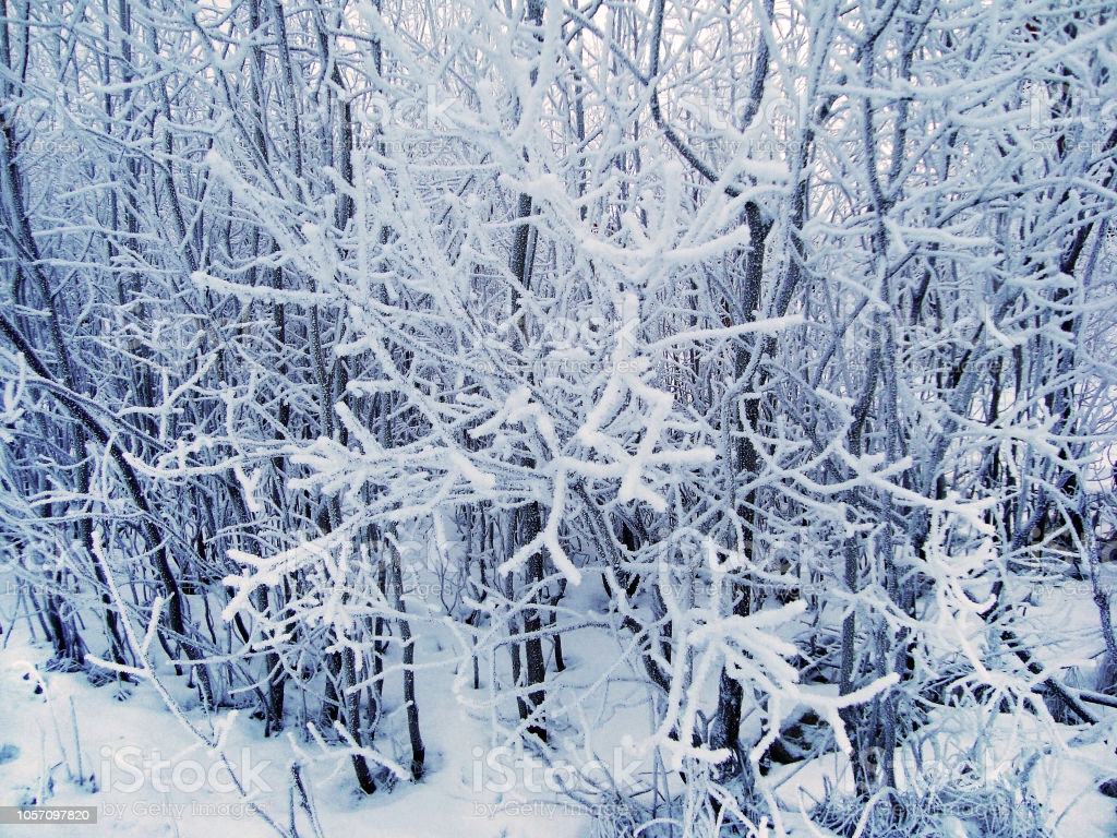 Frosty Branches Wallpapers - Wallpaper Cave