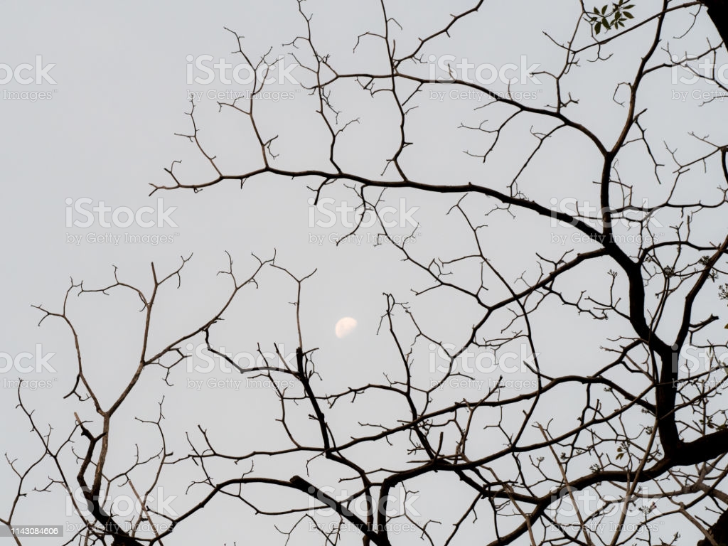 Winter Tree Branches Wallpapers - Wallpaper Cave