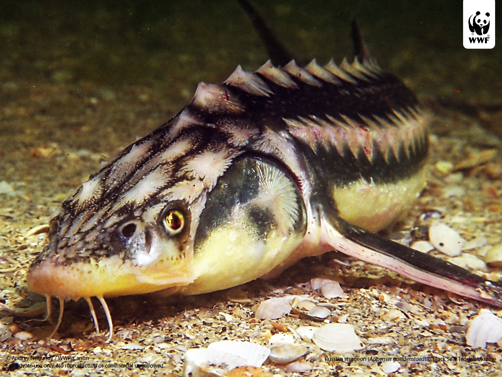 Sturgeon Wallpapers - Wallpaper Cave