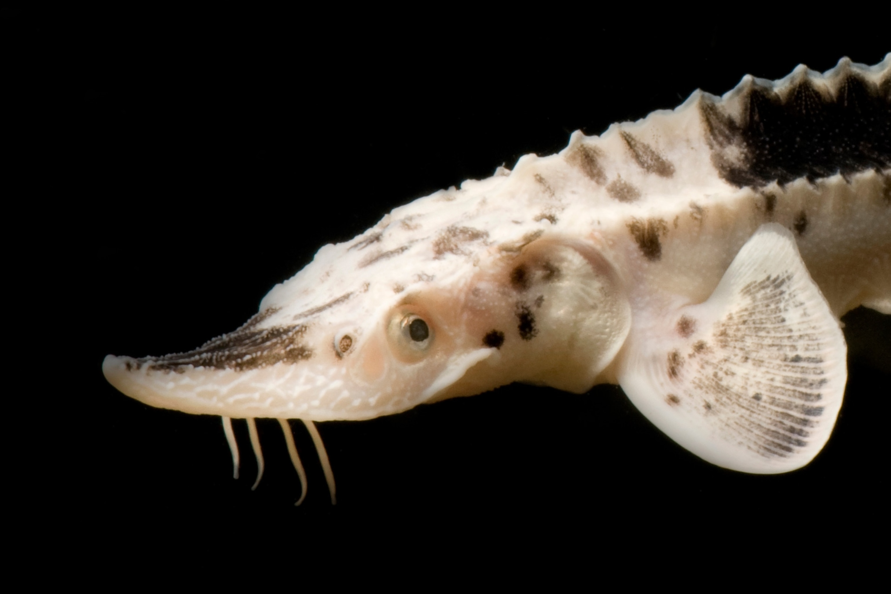 Sturgeon Wallpapers - Wallpaper Cave