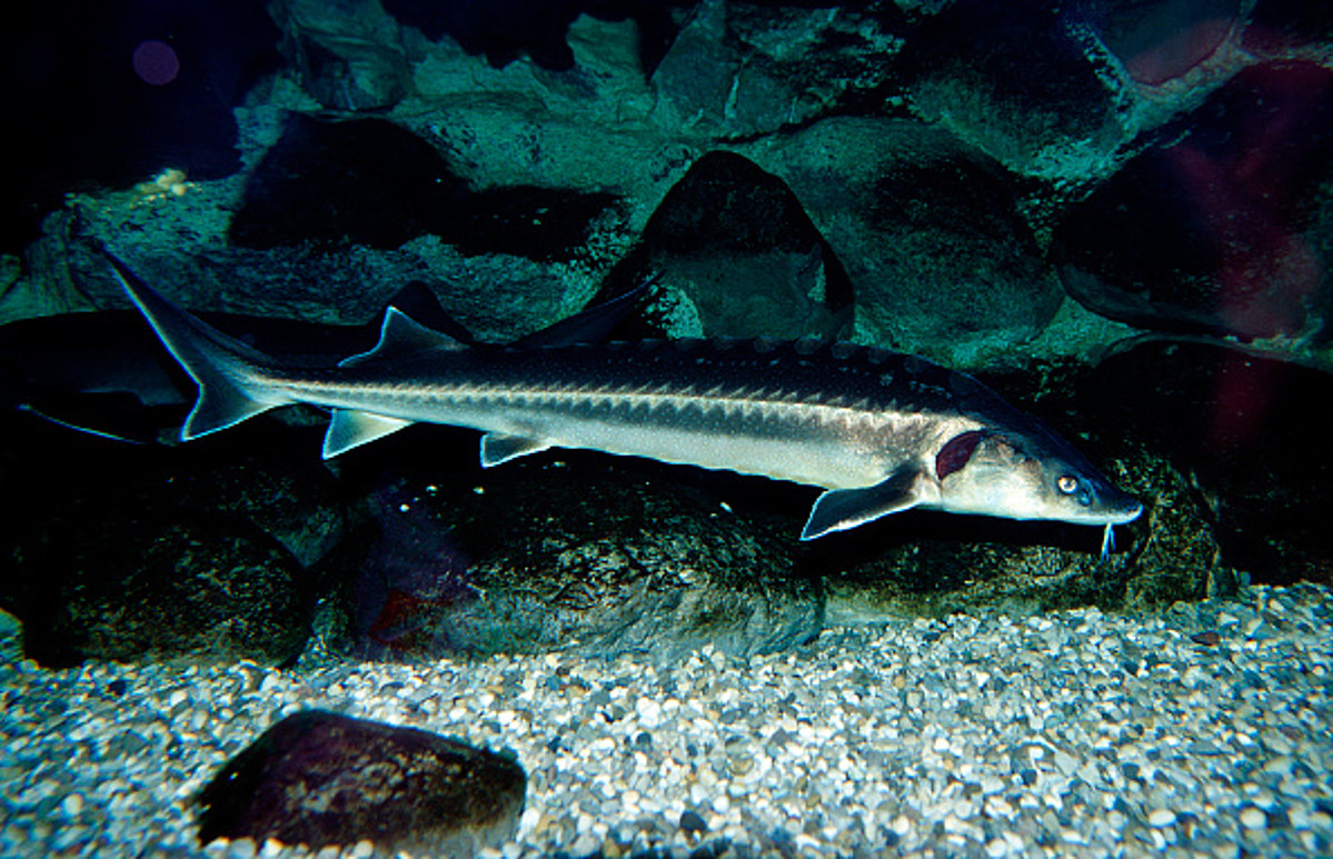 Sturgeon Wallpapers - Wallpaper Cave
