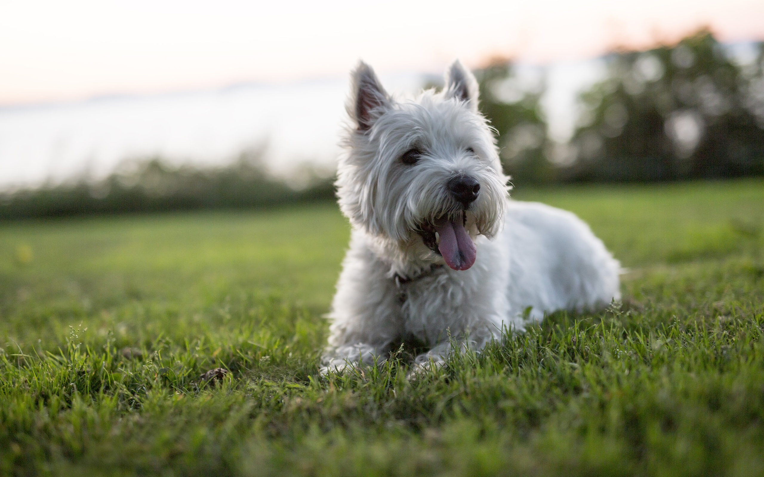 West Highland White Terrier Wallpapers - Wallpaper Cave