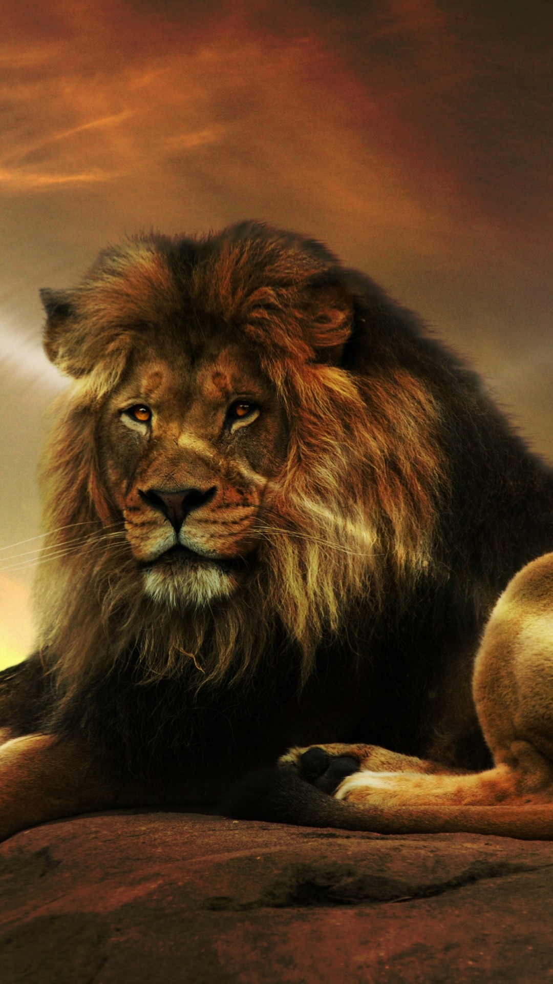 iPhone Lion 4k Wallpapers - Wallpaper Cave