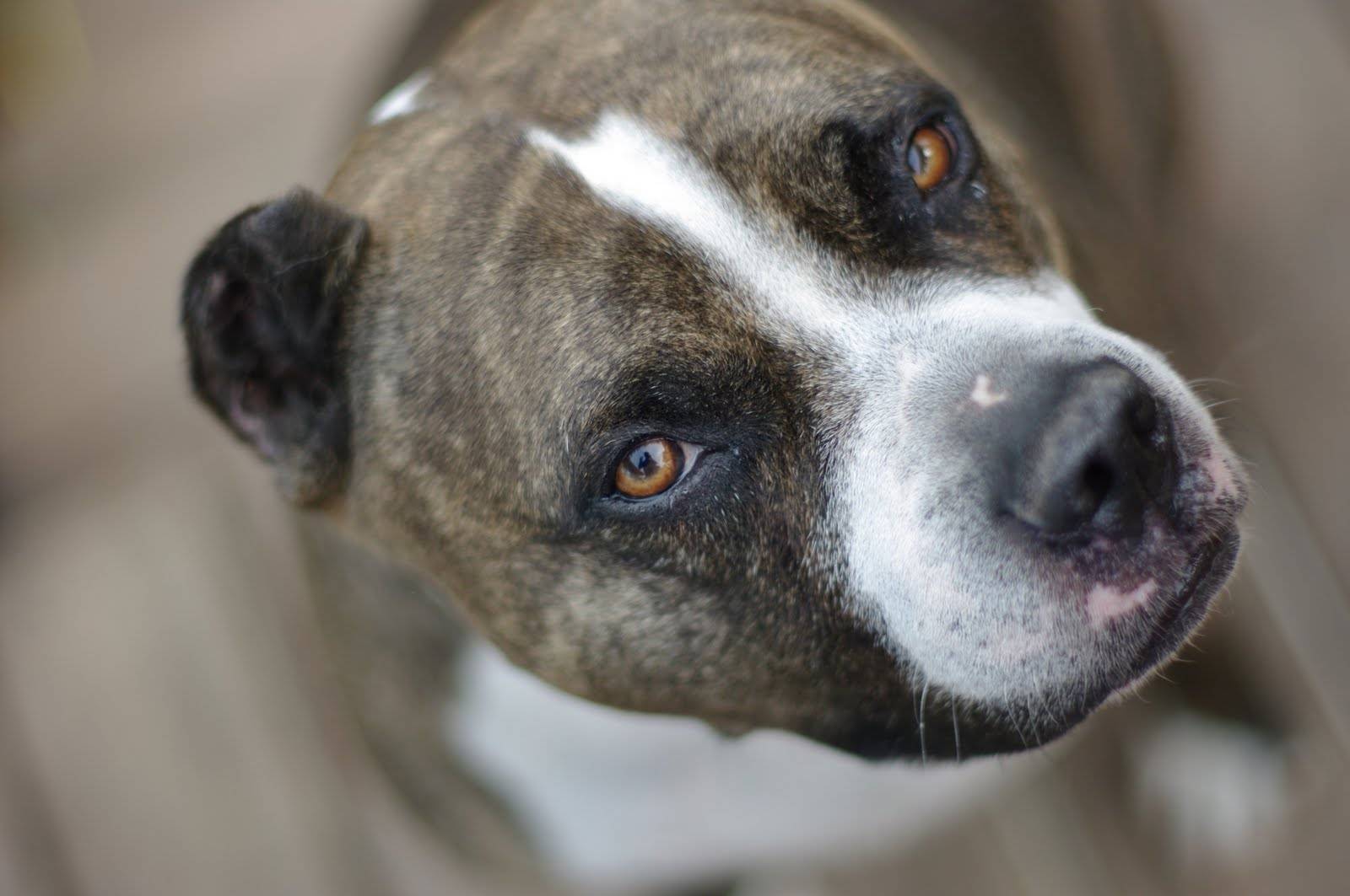 Pet Bulls Wallpapers - Wallpaper Cave