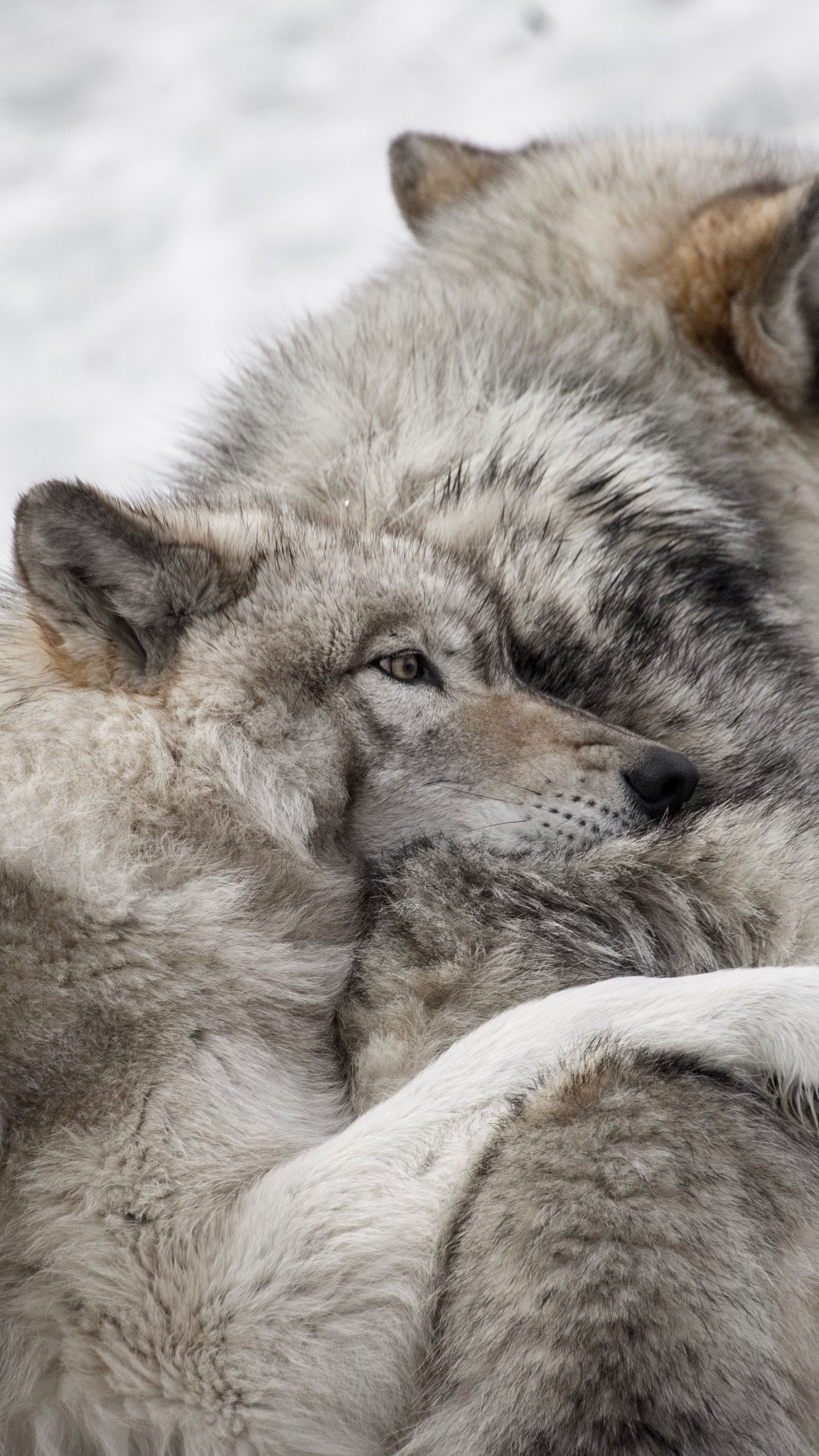 Wolf Couple Wallpapers - Wallpaper Cave