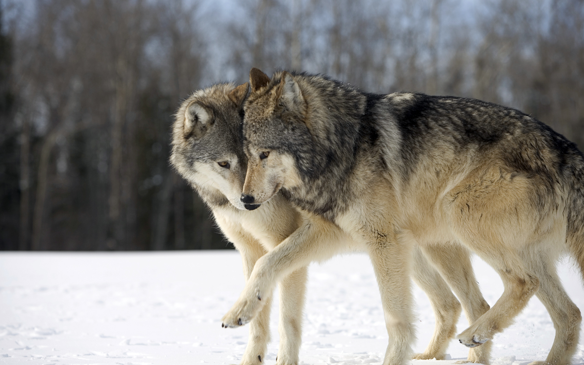 Wolf Couple Wallpapers - Wallpaper Cave