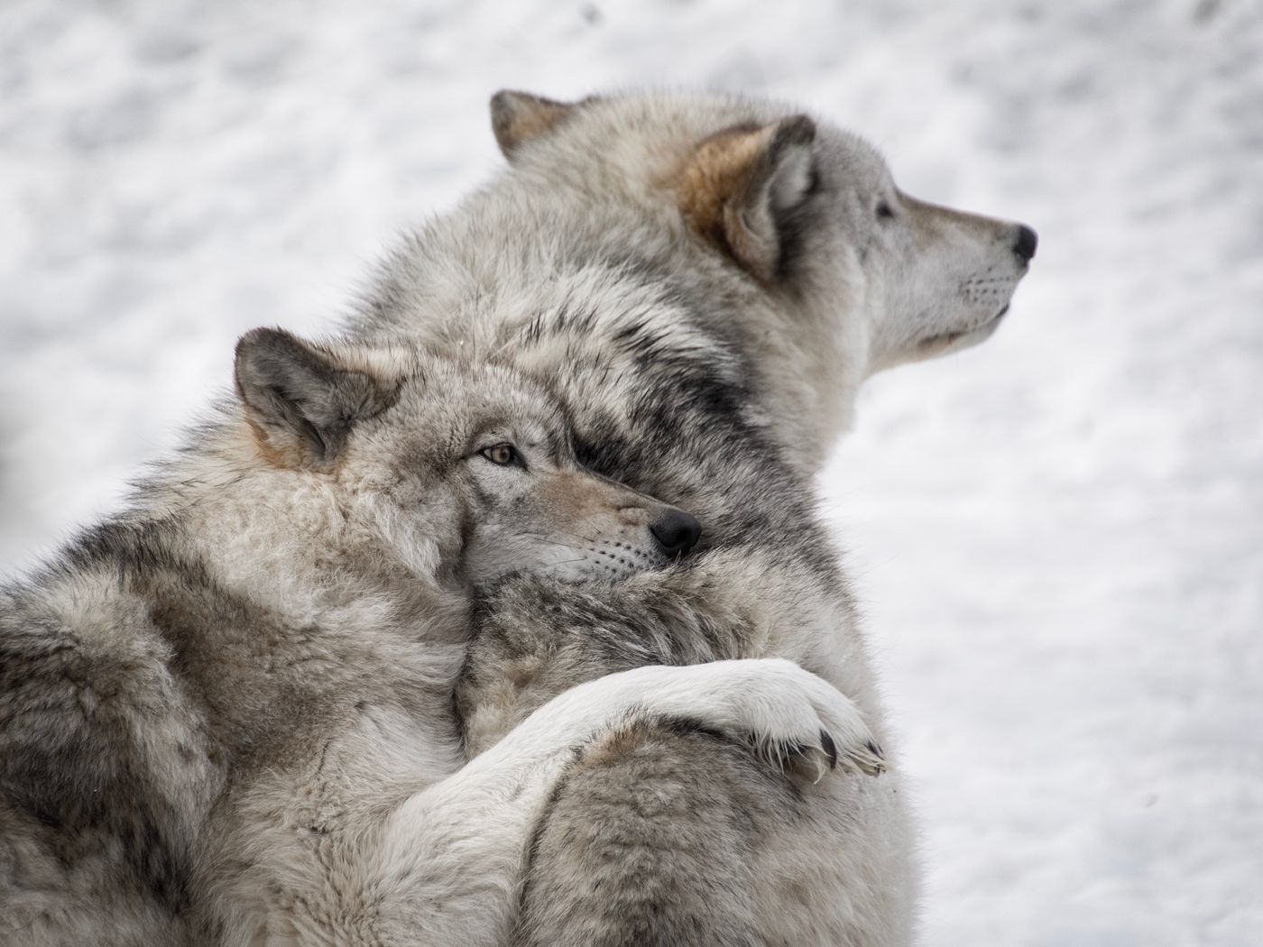 Wolf Couple Wallpapers - Wallpaper Cave