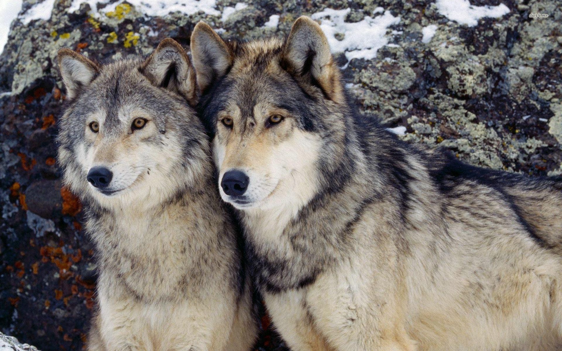 Wolf Couple Wallpapers - Wallpaper Cave