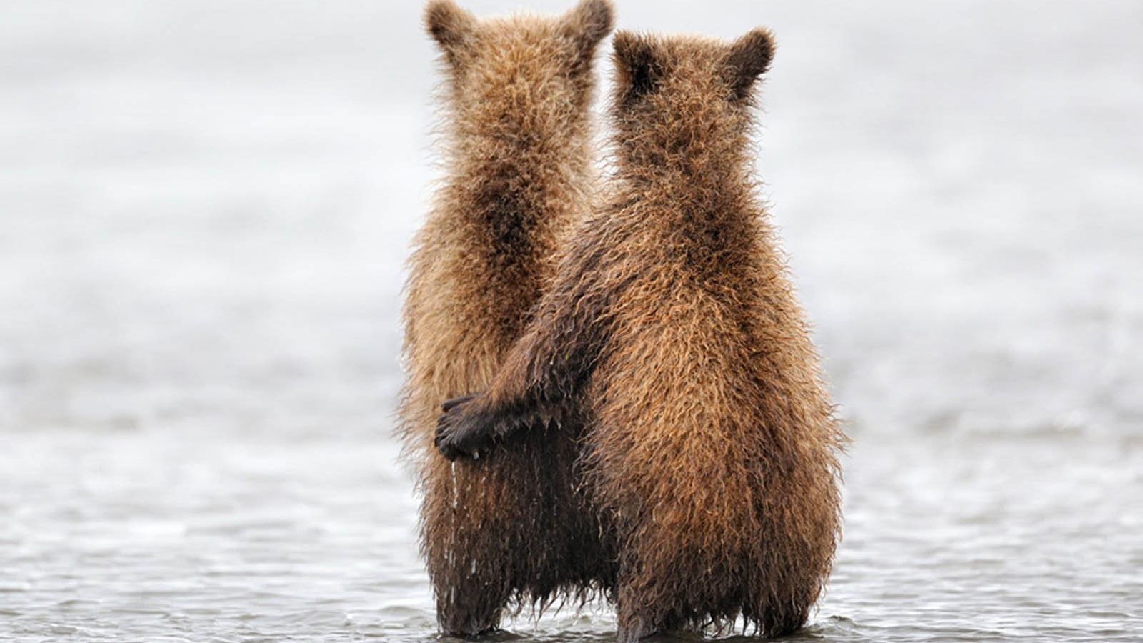 Funny Bears Wallpapers - Wallpaper Cave