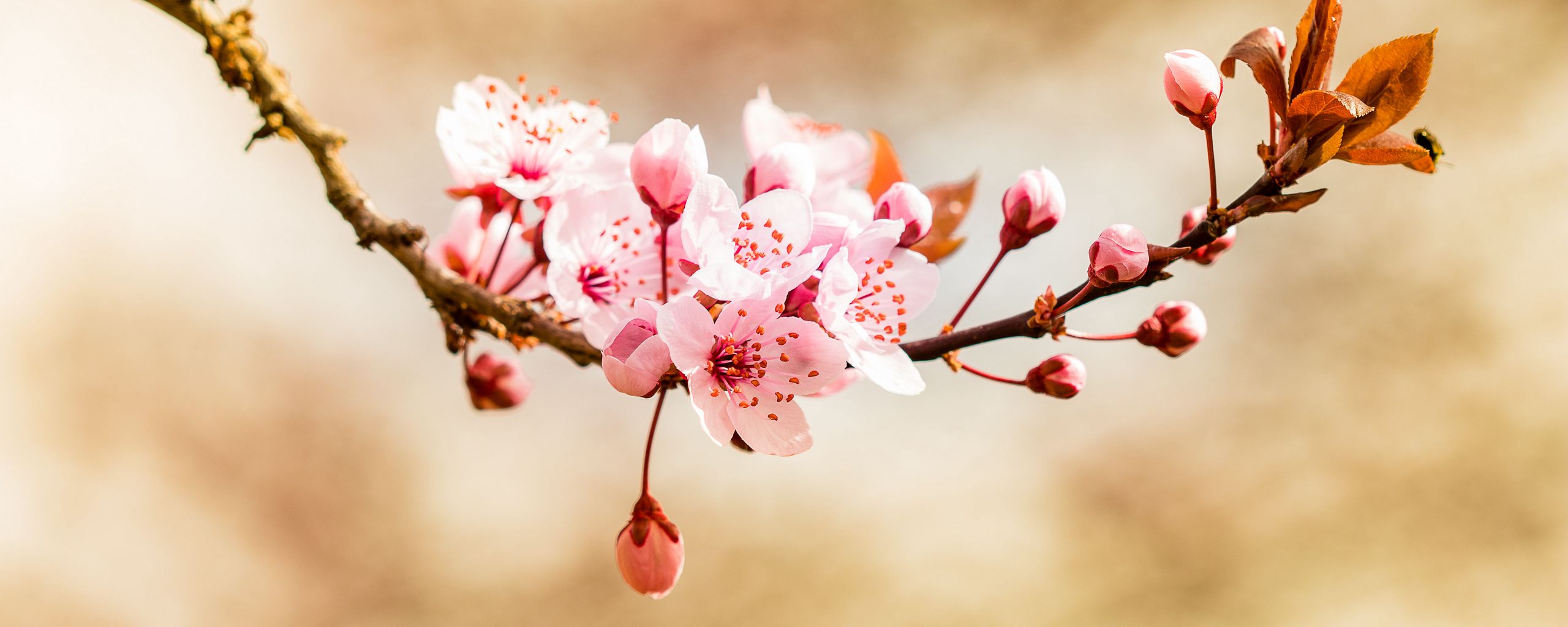 Ultrawide Spring Wallpapers - Wallpaper Cave