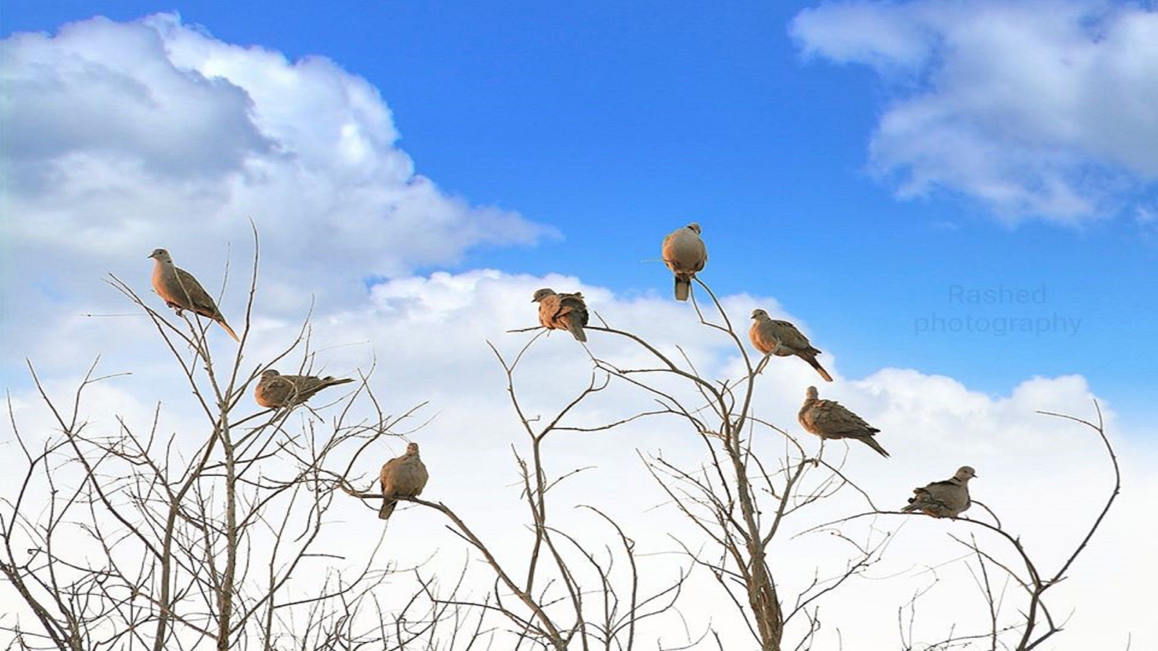 Birds In Sky Wallpapers - Wallpaper Cave