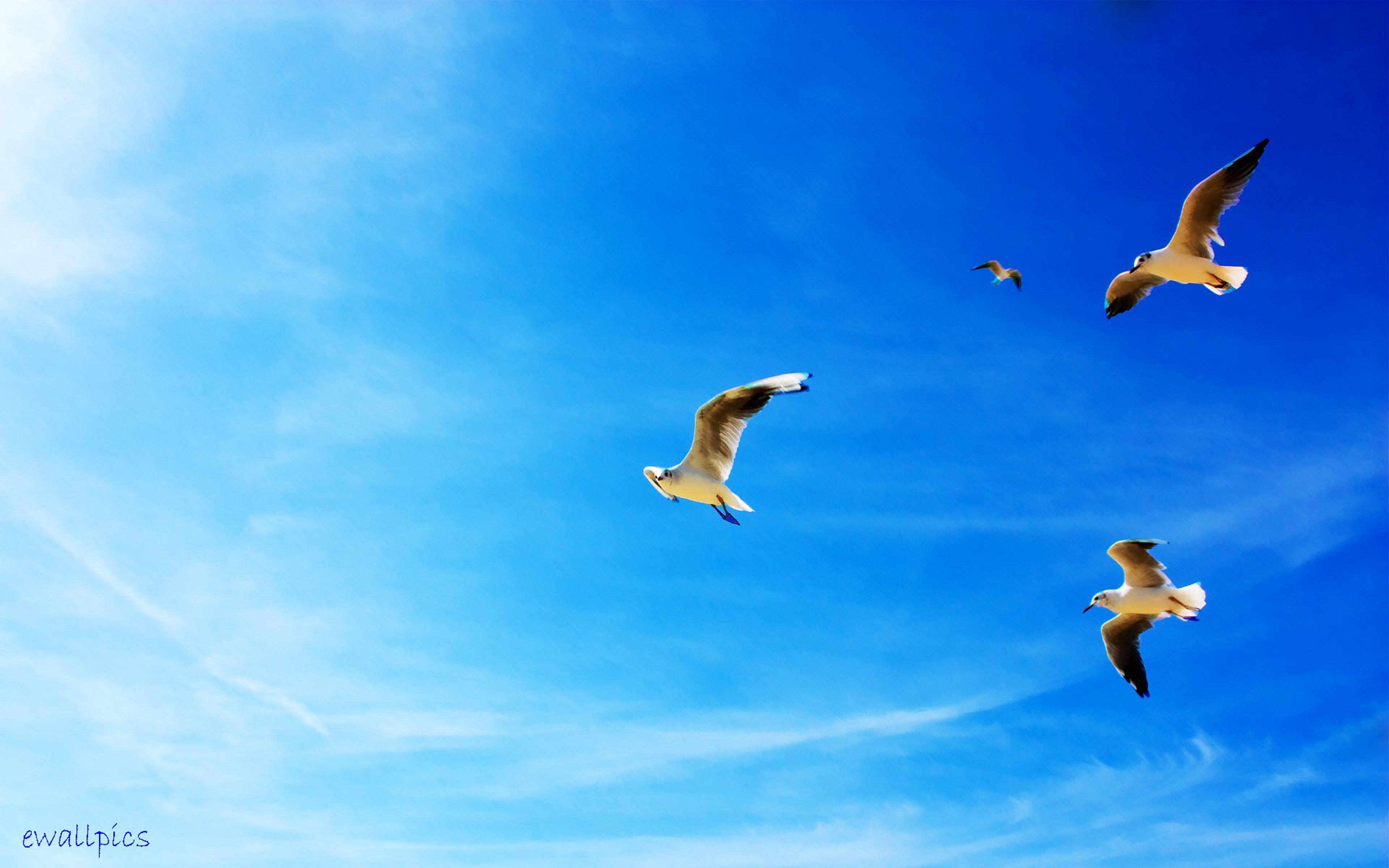 Birds In Sky Wallpapers - Wallpaper Cave