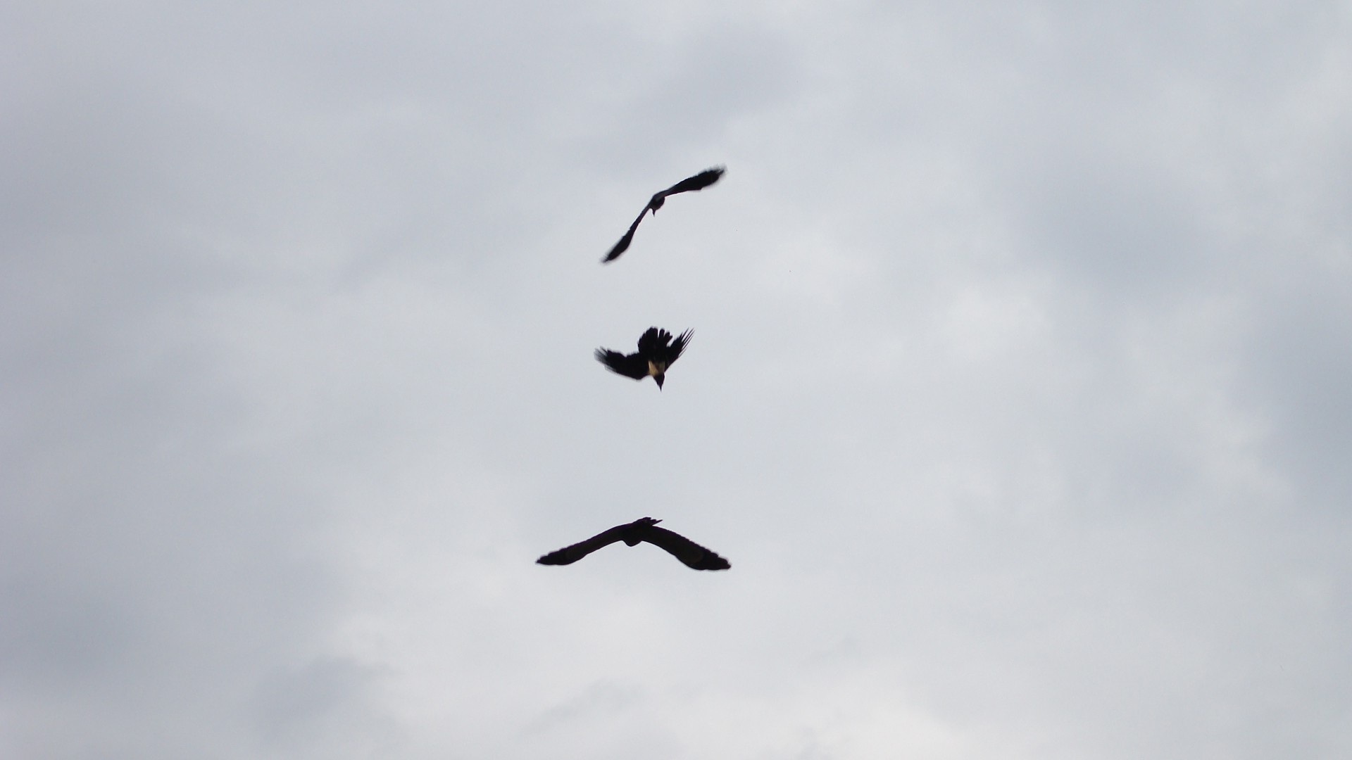 Birds In Sky Wallpapers - Wallpaper Cave