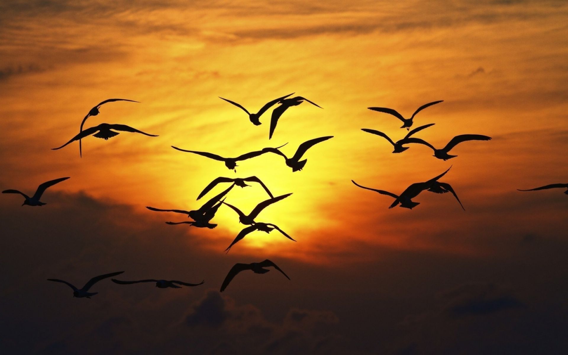 Birds In Sky Wallpapers - Wallpaper Cave