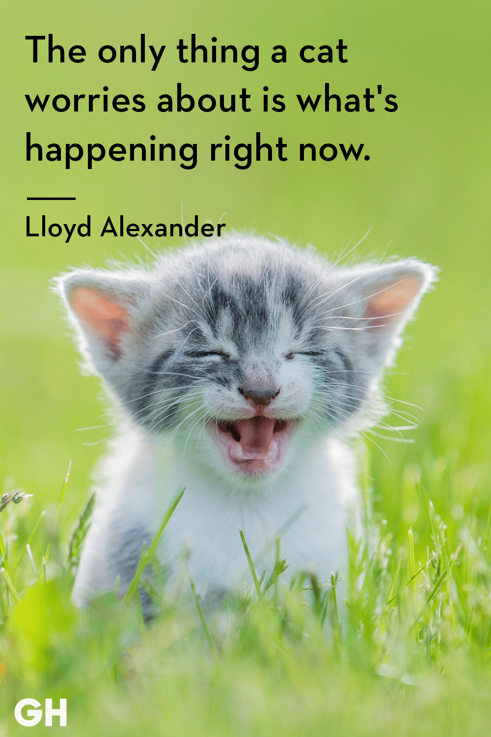 Cat Quotes Wallpapers - Wallpaper Cave