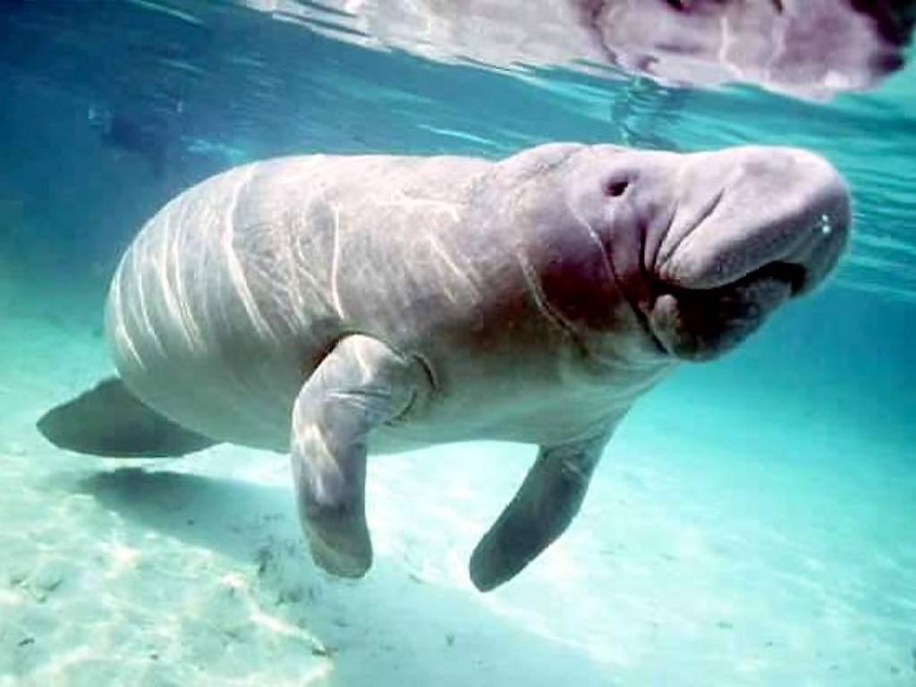Dugong Wallpapers - Wallpaper Cave