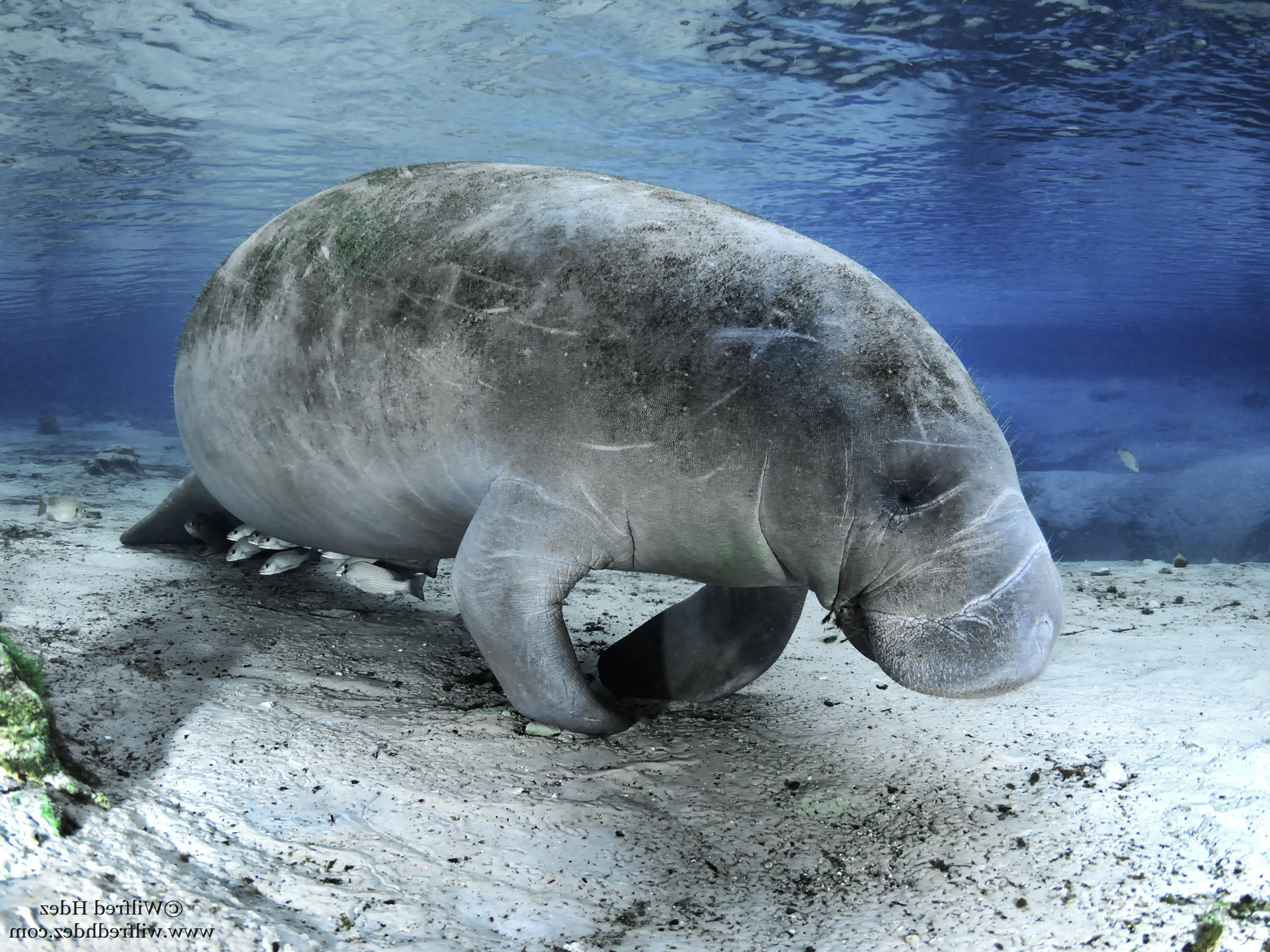 Dugong Wallpapers - Wallpaper Cave