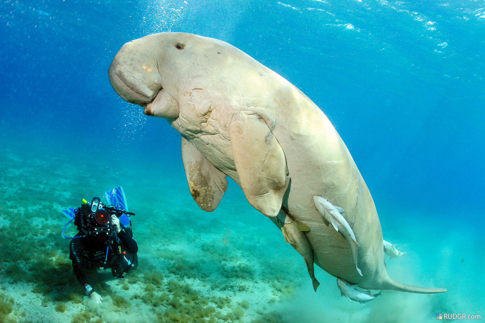 Dugong Wallpapers - Wallpaper Cave
