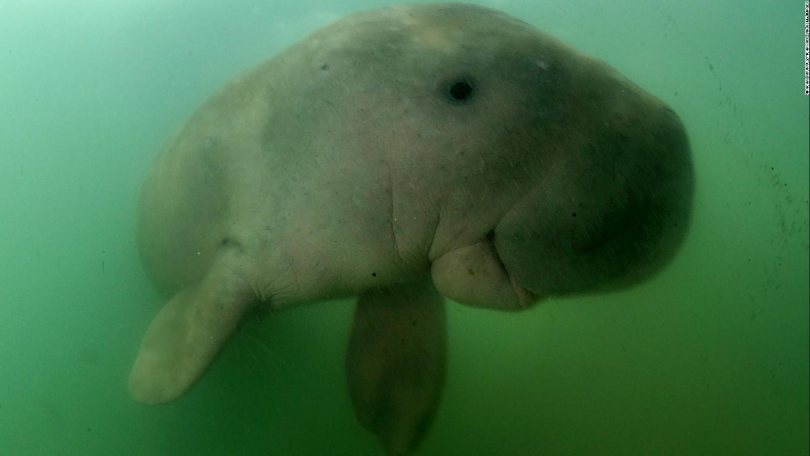 Dugong Wallpapers - Wallpaper Cave