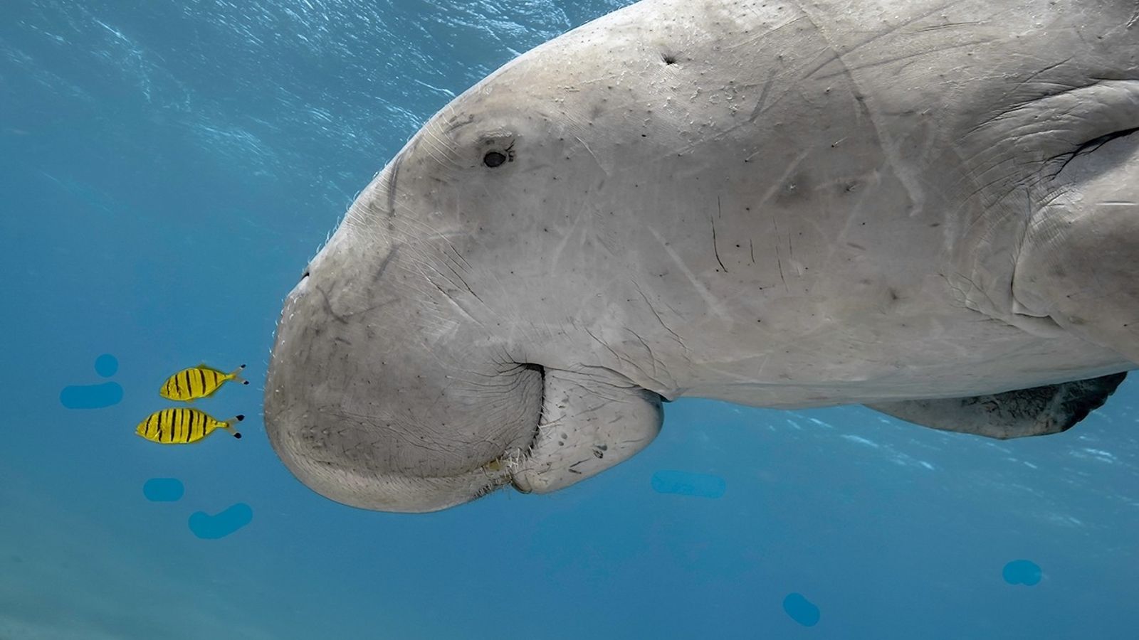 Dugong Wallpapers - Wallpaper Cave