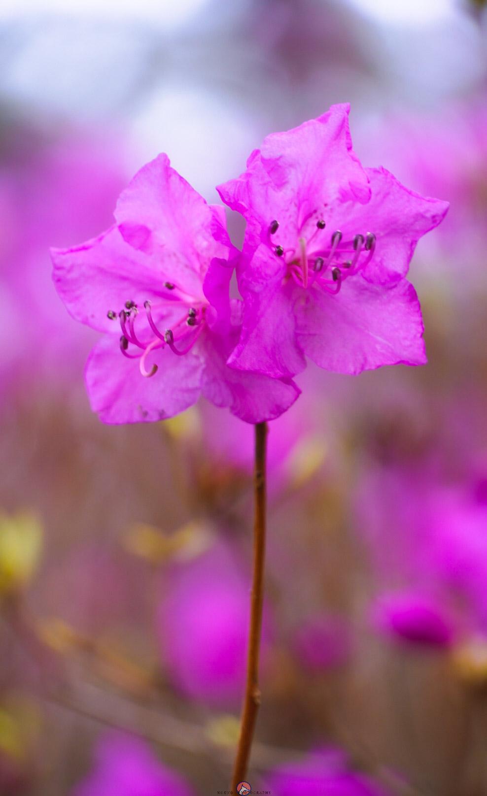 Spring Korean Wallpapers - Wallpaper Cave