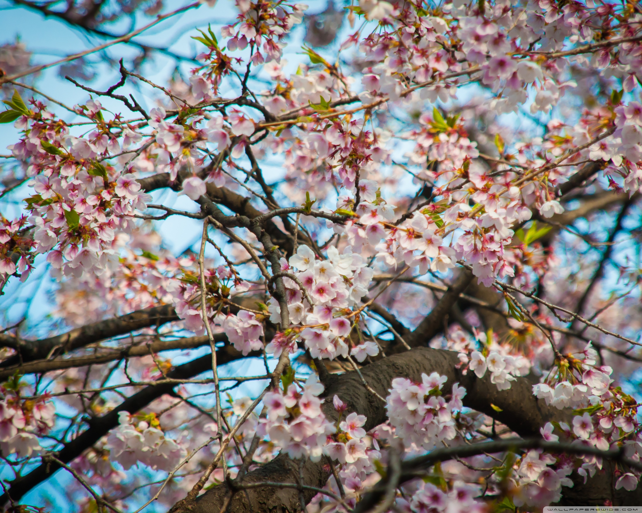 Spring Korean Wallpapers - Wallpaper Cave