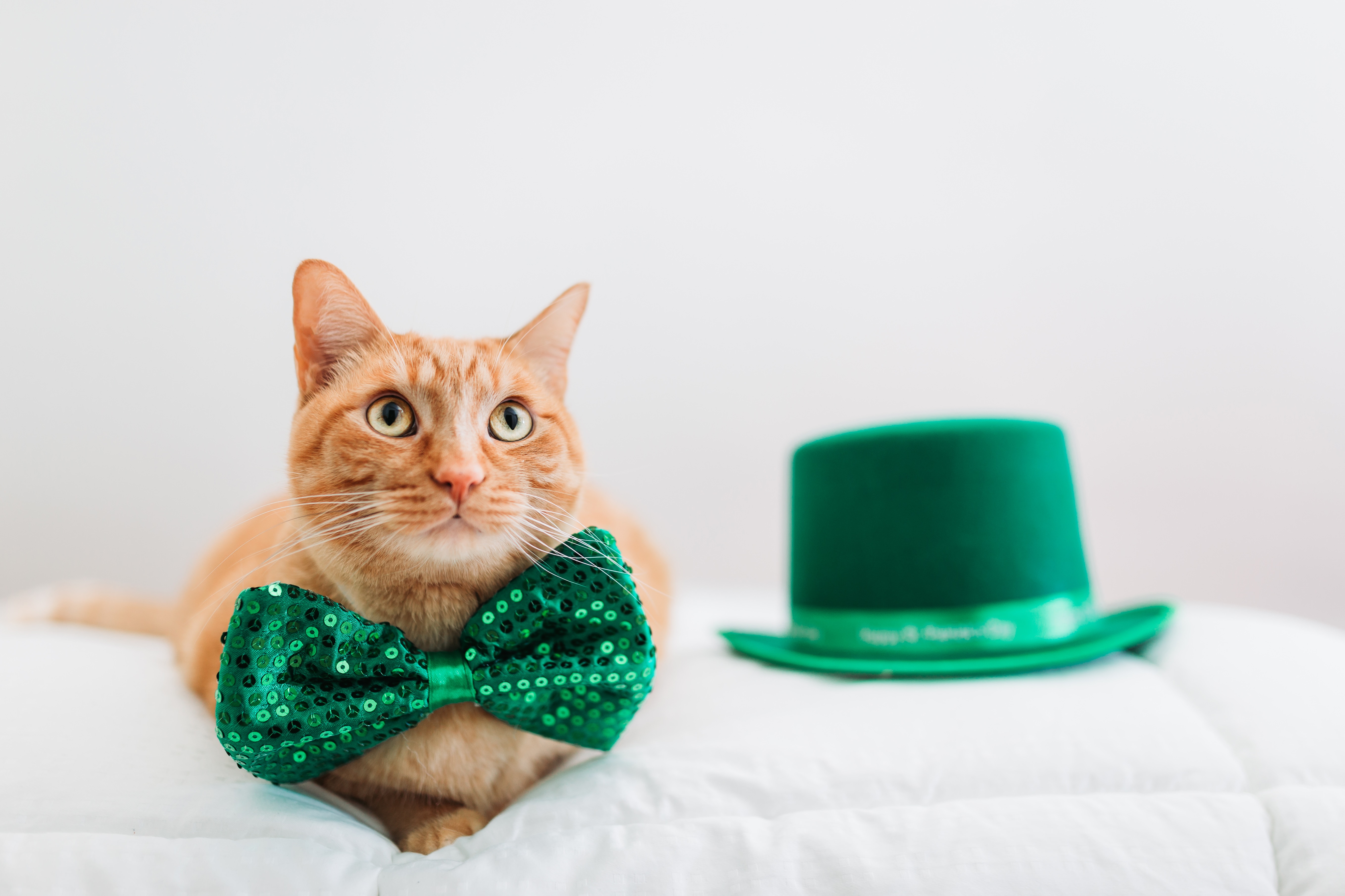 Animal St Patrick's Day Wallpapers - Wallpaper Cave