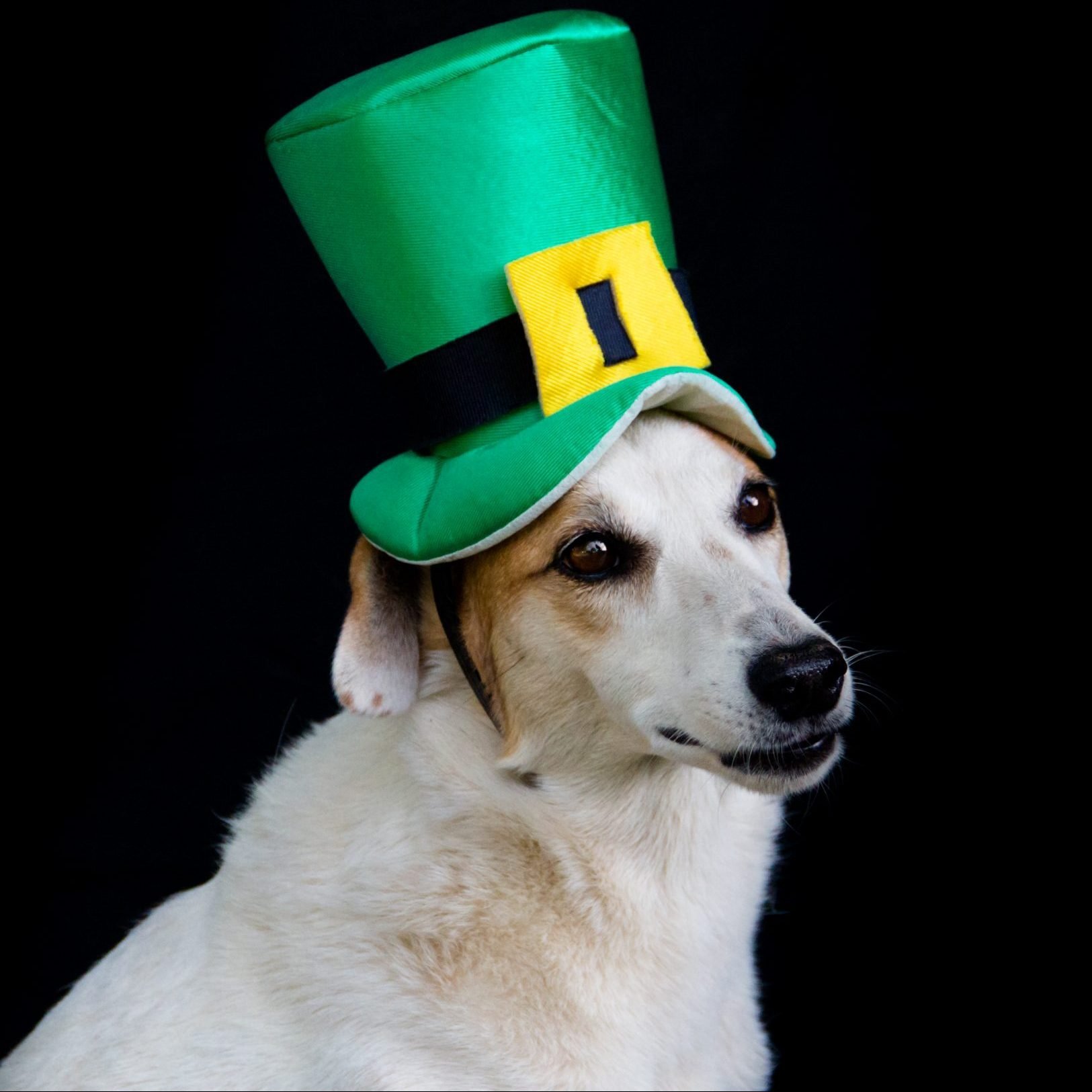 Animal St Patrick's Day Wallpapers - Wallpaper Cave