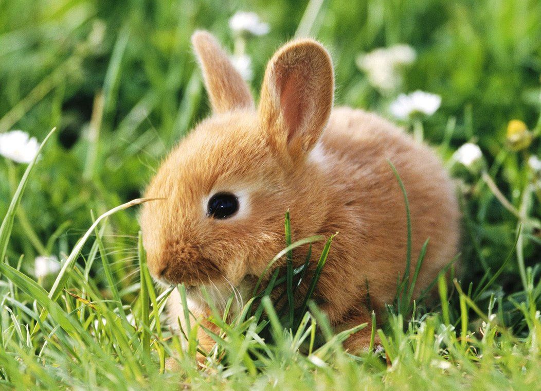 Brown Bunny Wallpapers - Wallpaper Cave