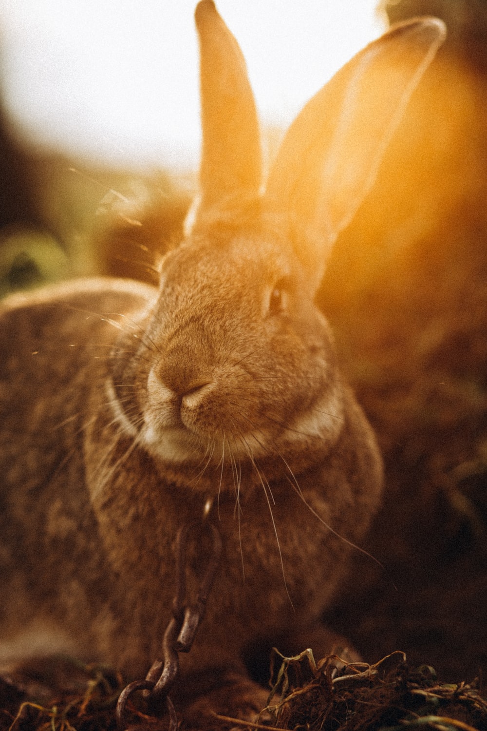 Brown Bunny Wallpapers - Wallpaper Cave