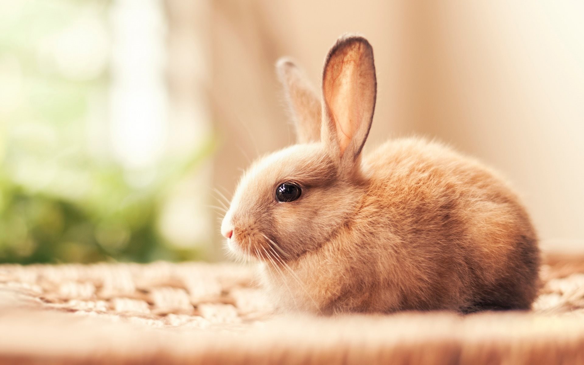 Brown Bunny Wallpapers - Wallpaper Cave